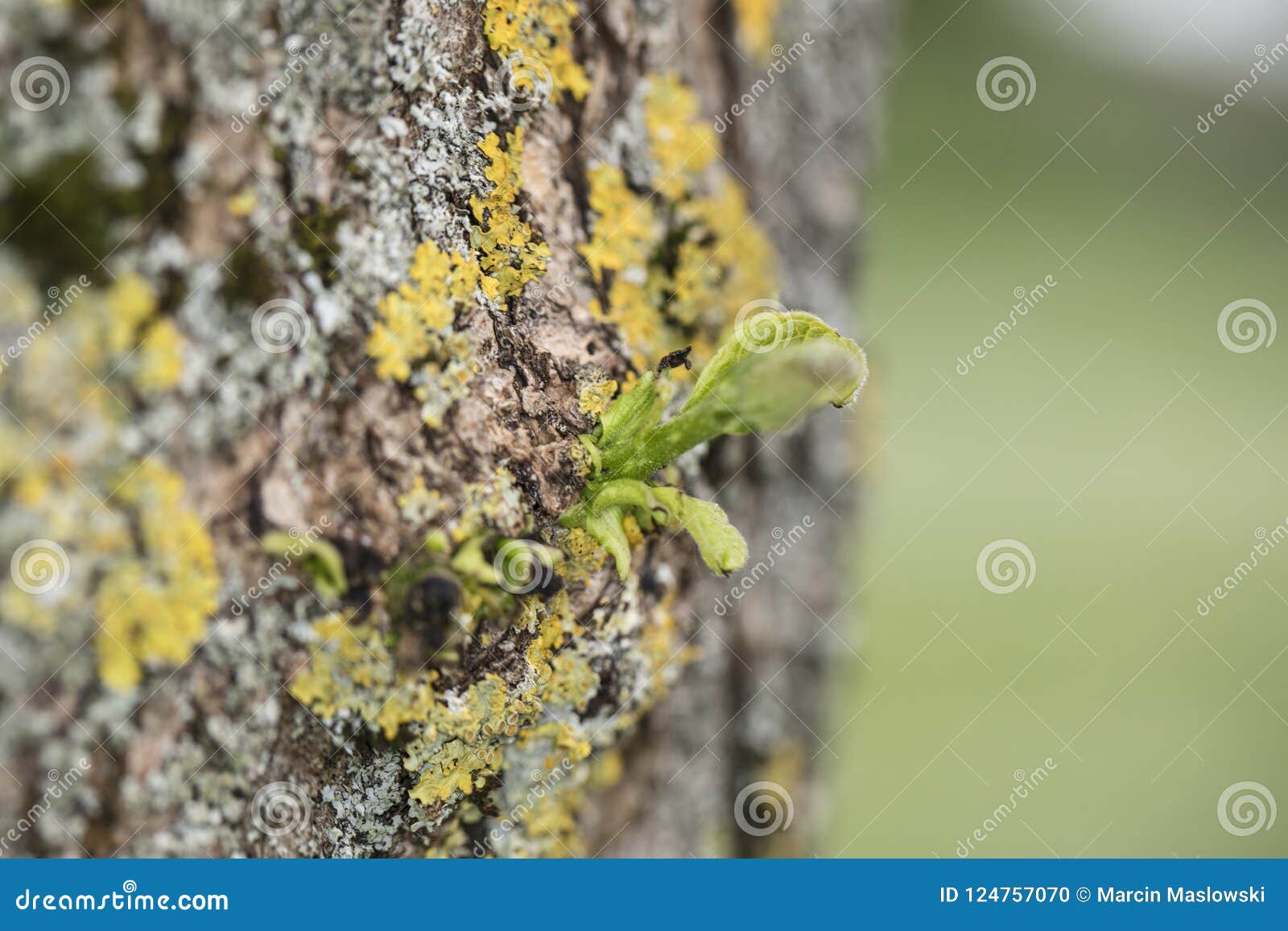 Small leaf on the tree stock photo. Image of freedom - 124757070