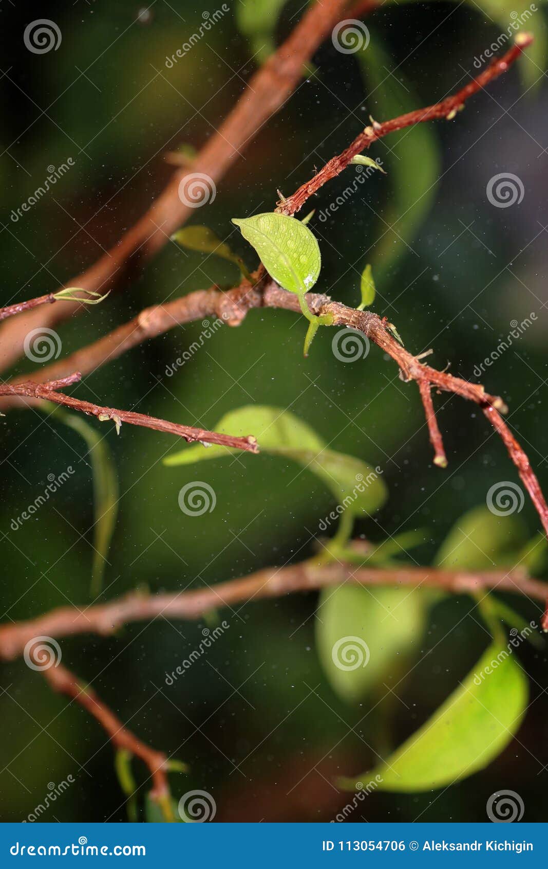 Small leaf on a branch stock photo. Image of growth - 113054706