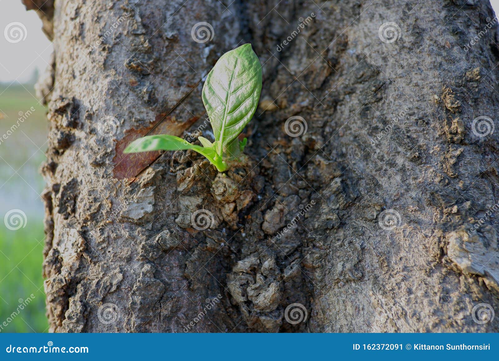 Small Tree Growing on the Tree Stock Image - Image of feild, leaf ...