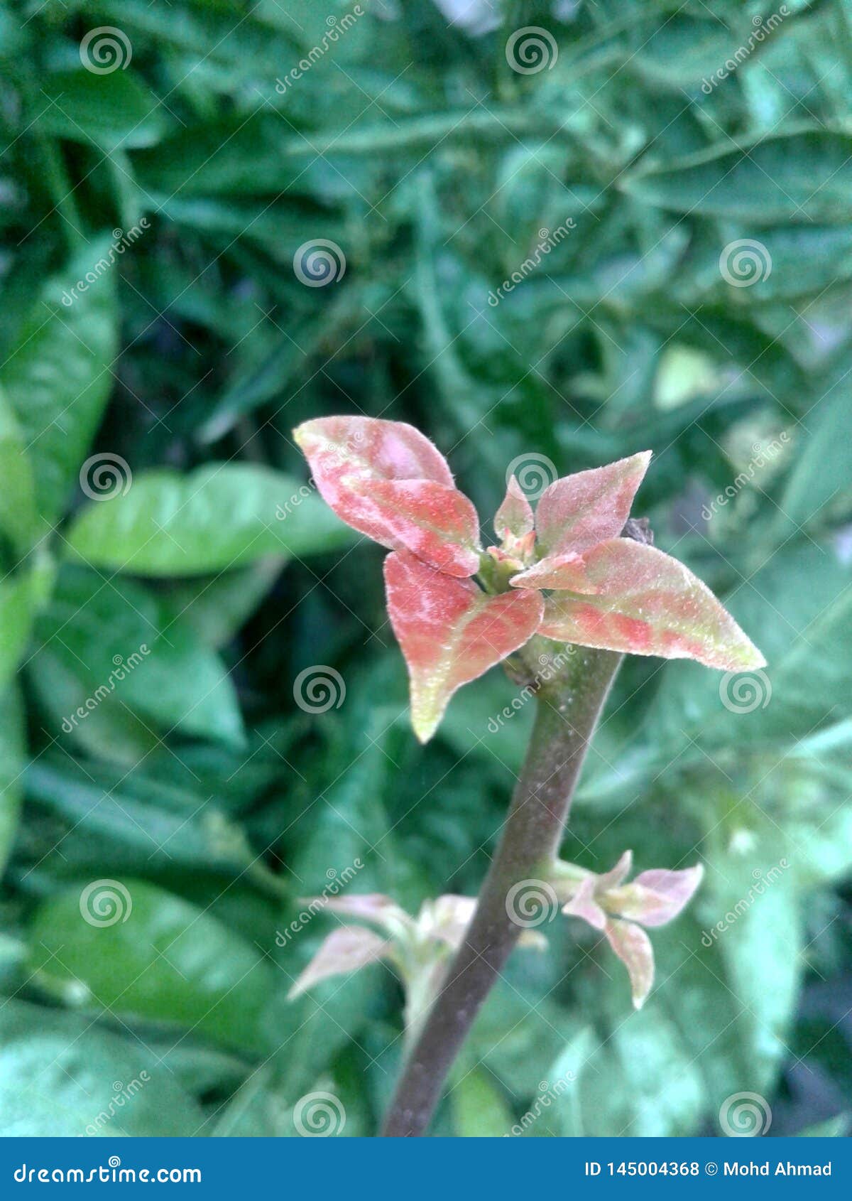 Small leaf stock photo. Image of beautiful, nature, trees - 145004368