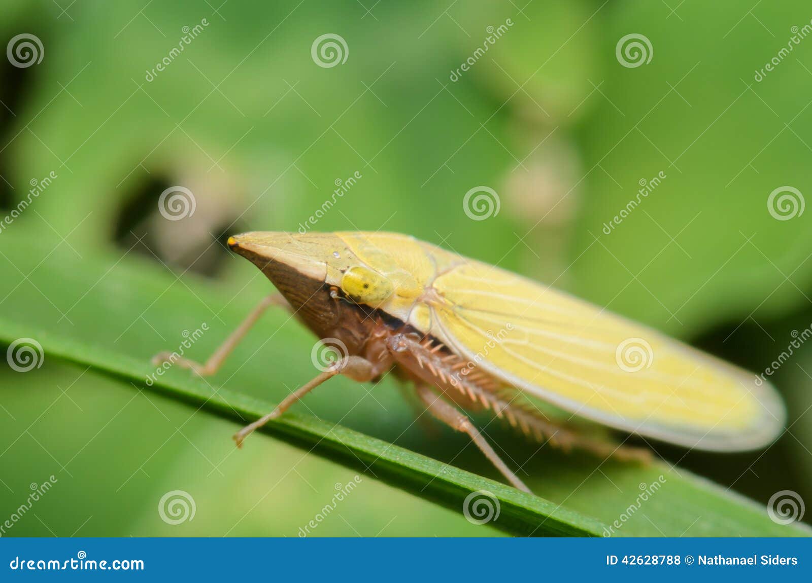 Small Leafhopper stock photo. Image of homopteran, wildlife - 42628788