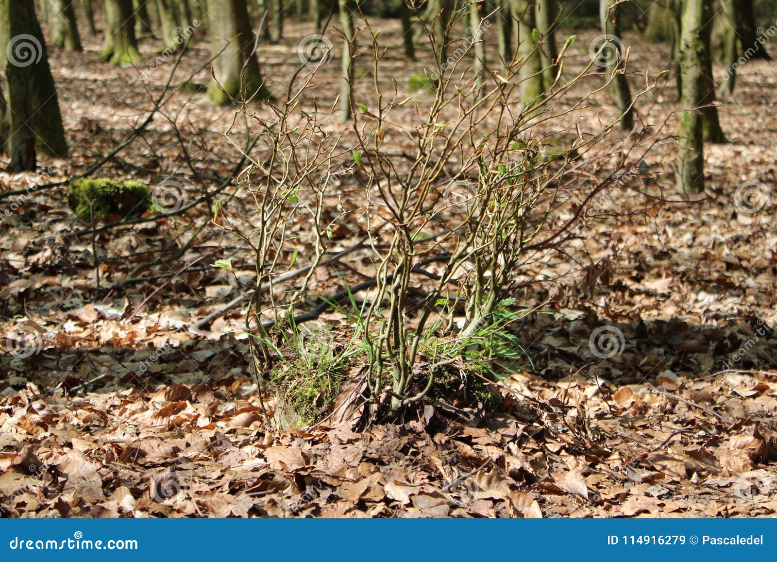 Small Leafless Bush stock image. Image of small, details - 114916279