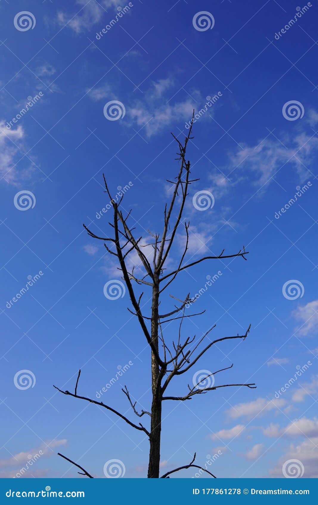 Small Leafless Tree On Blue Sky With Light Clouds. Stock Photo - Image ...