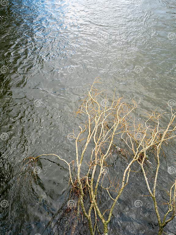 Young, Thin Tree Branches Floating Down a River Stock Image - Image of ...