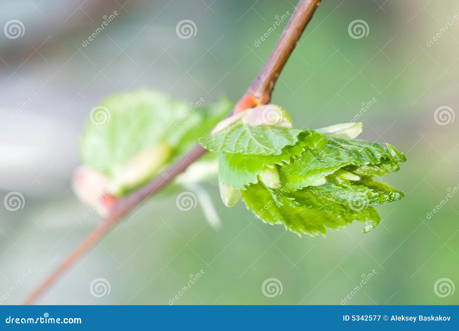 Small Leafs Picture. Image: 5342577