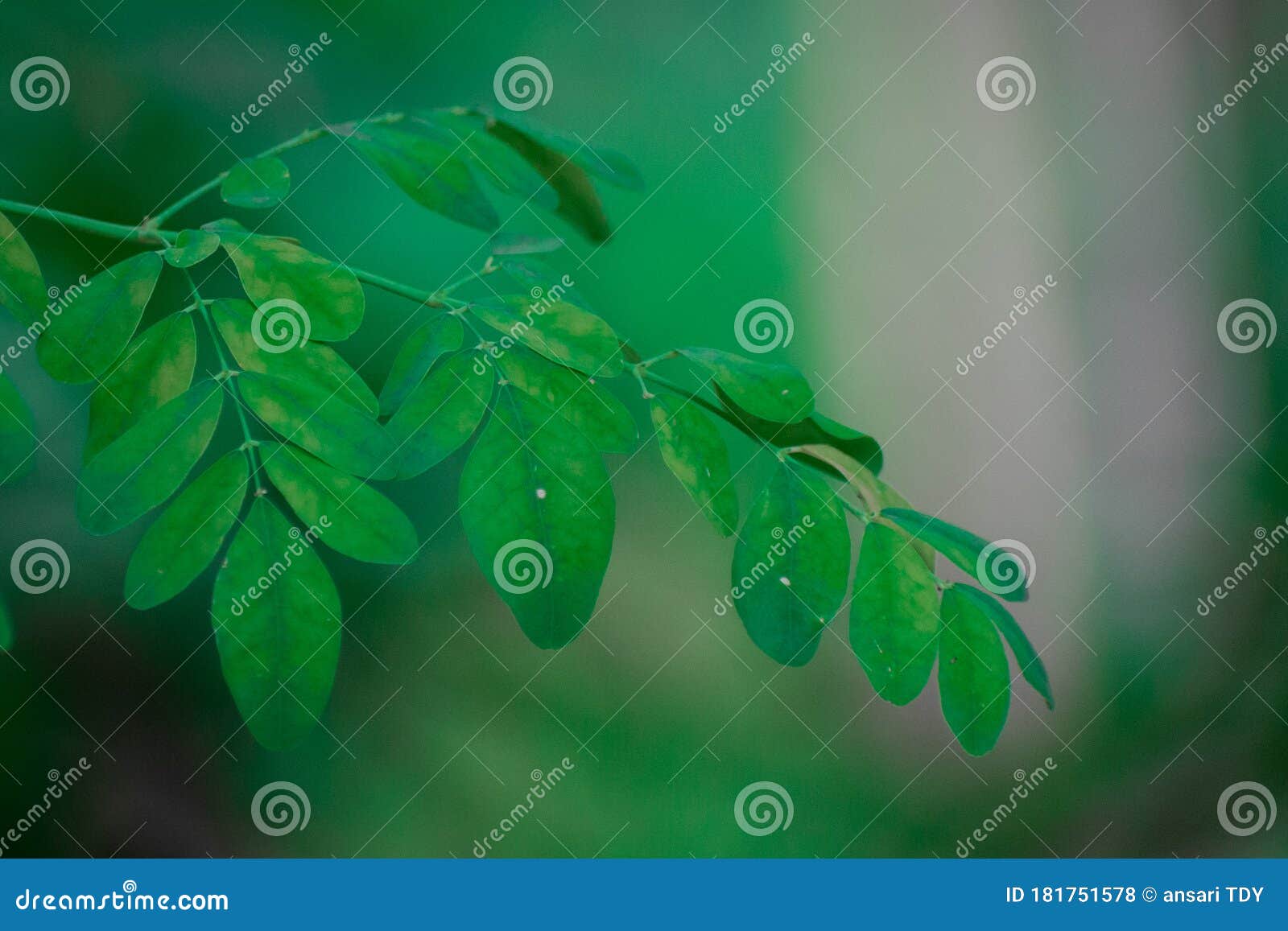 Small leafs stock photo. Image of green, leafs, small - 181751578