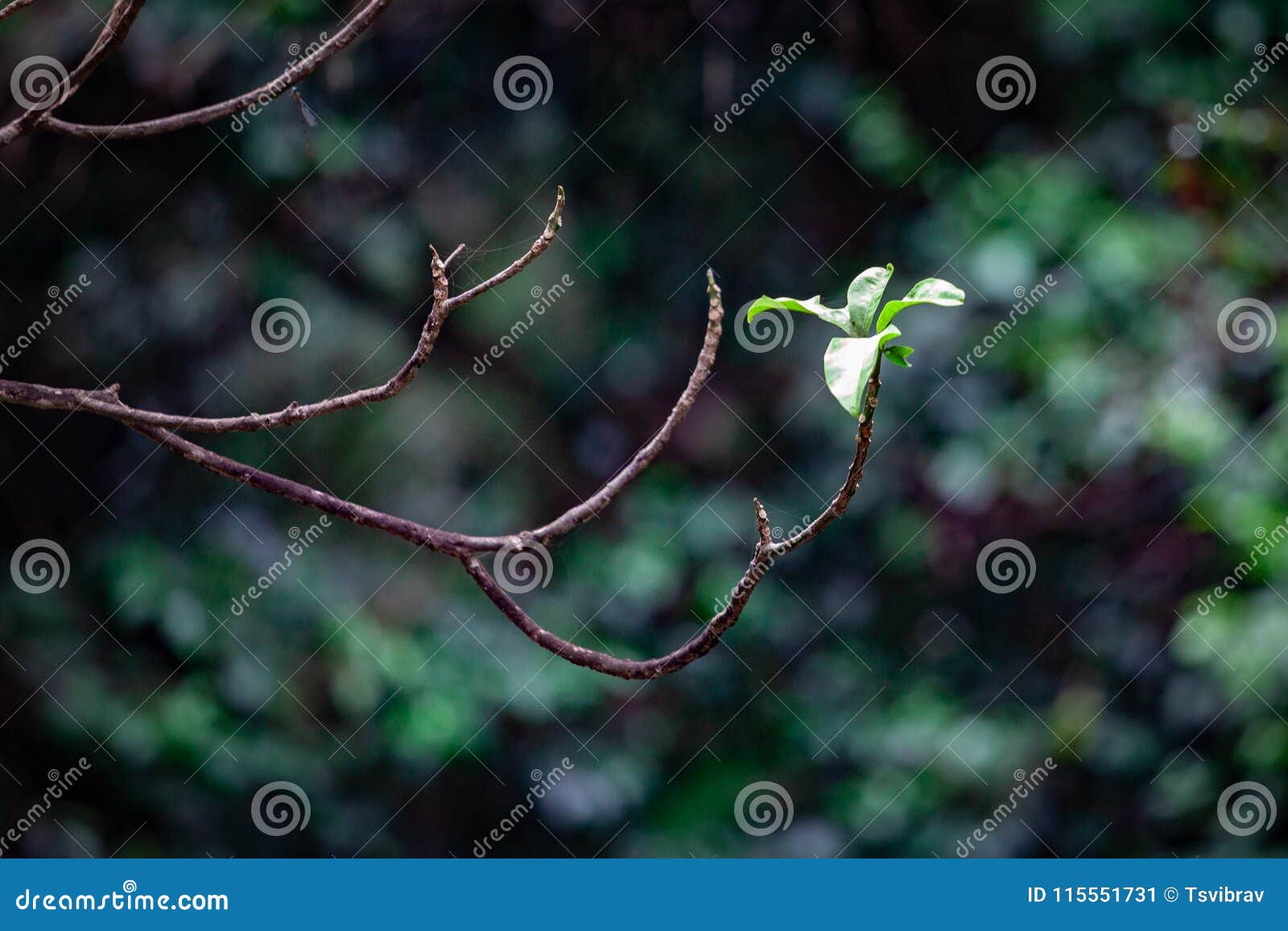 Small Leafs Growing on Otherwise Bare Tree Branch. Stock Image - Image ...