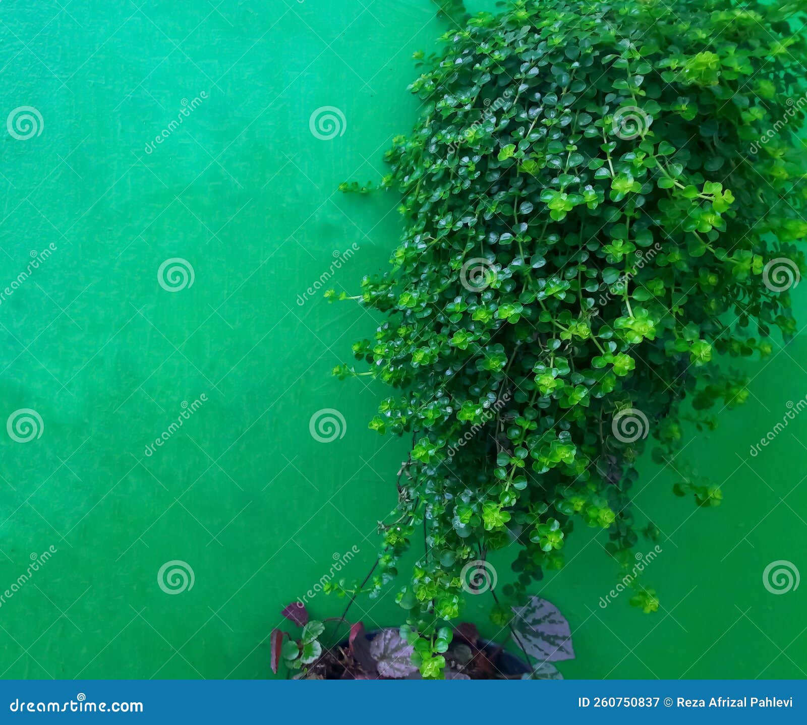 Small Leafy Green Vines Growing on a Green Wall Stock Image - Image of ...