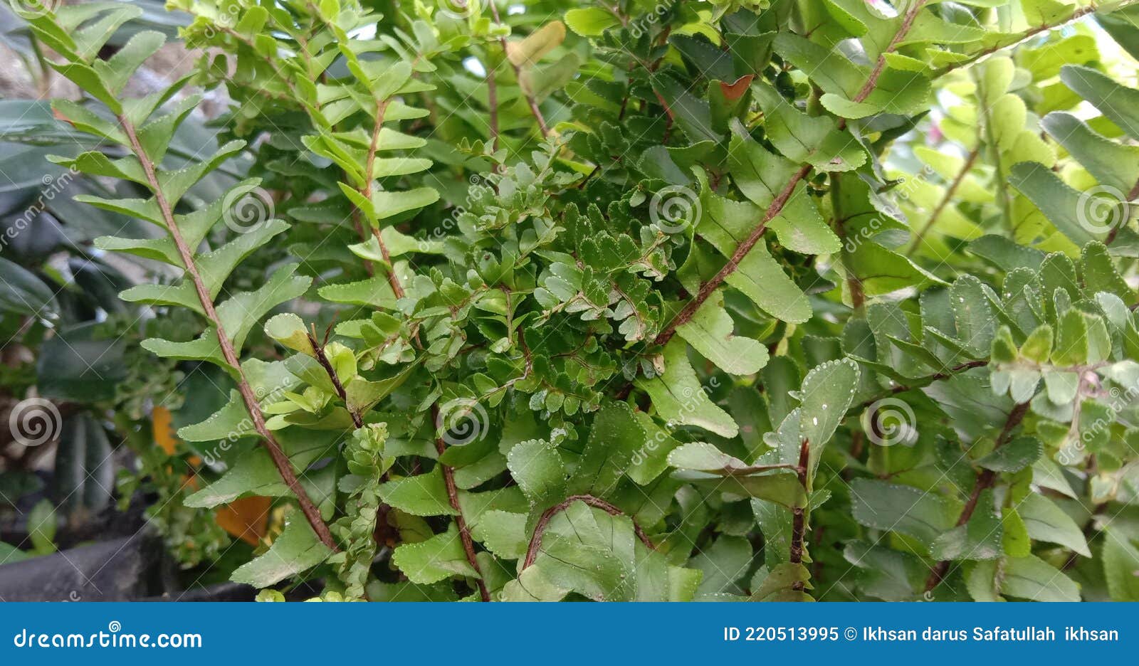 Small Leafy Plants with Beautiful Leaves and Stems Stock Image - Image ...
