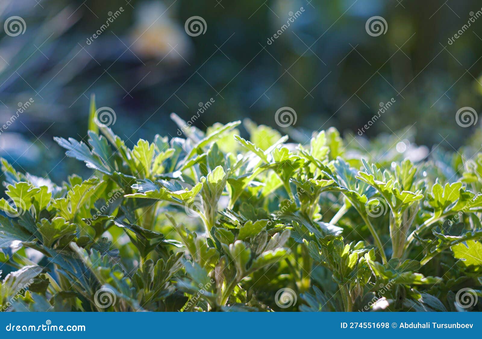 Small leafy plants stock photo. Image of garden, outdoor - 274551698