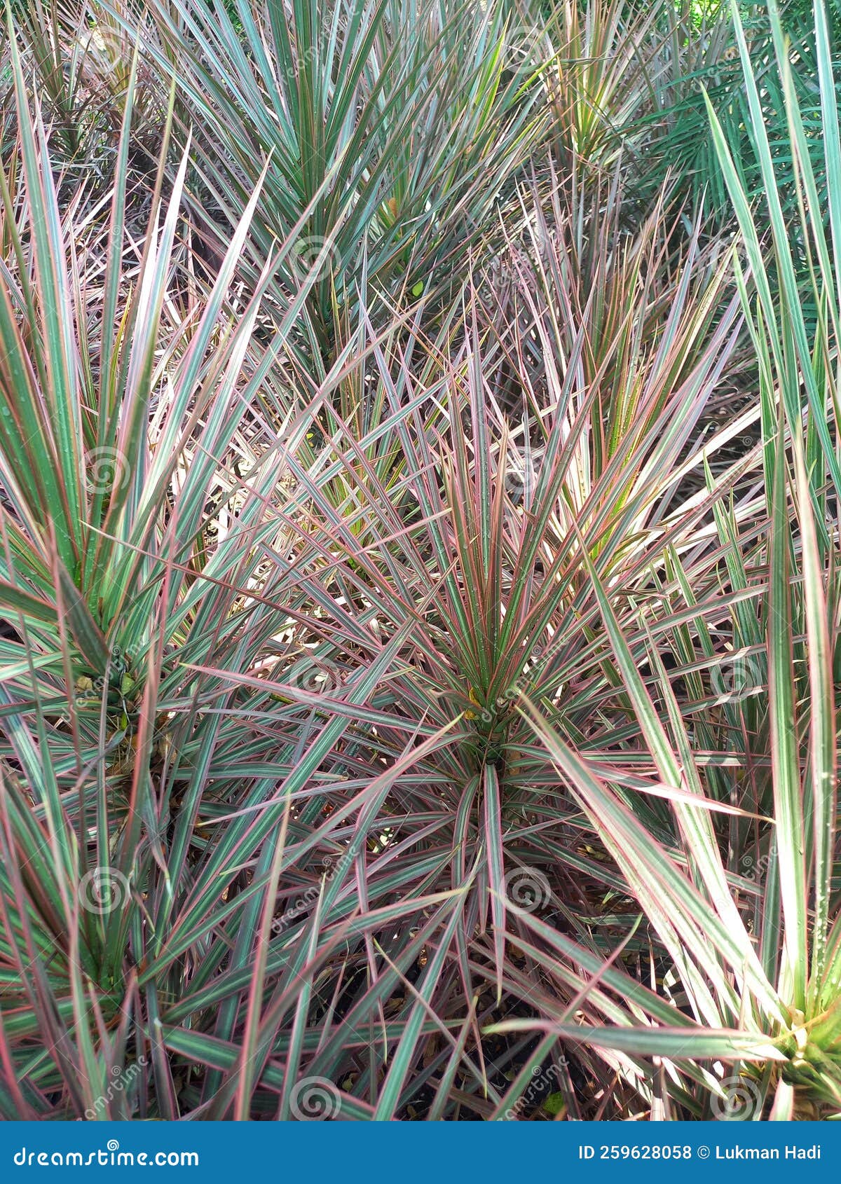 Small Leafy Shrubs Around the Garden Stock Photo - Image of vegetation ...