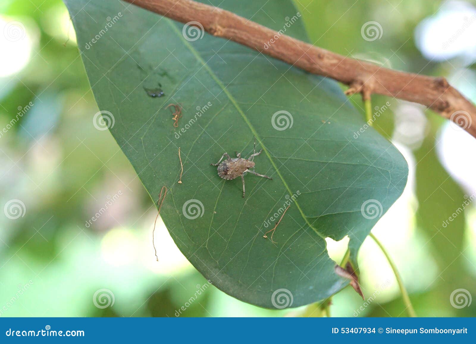 Small Leave Insect on the Tree Stock Photo - Image of tree, green: 53407934