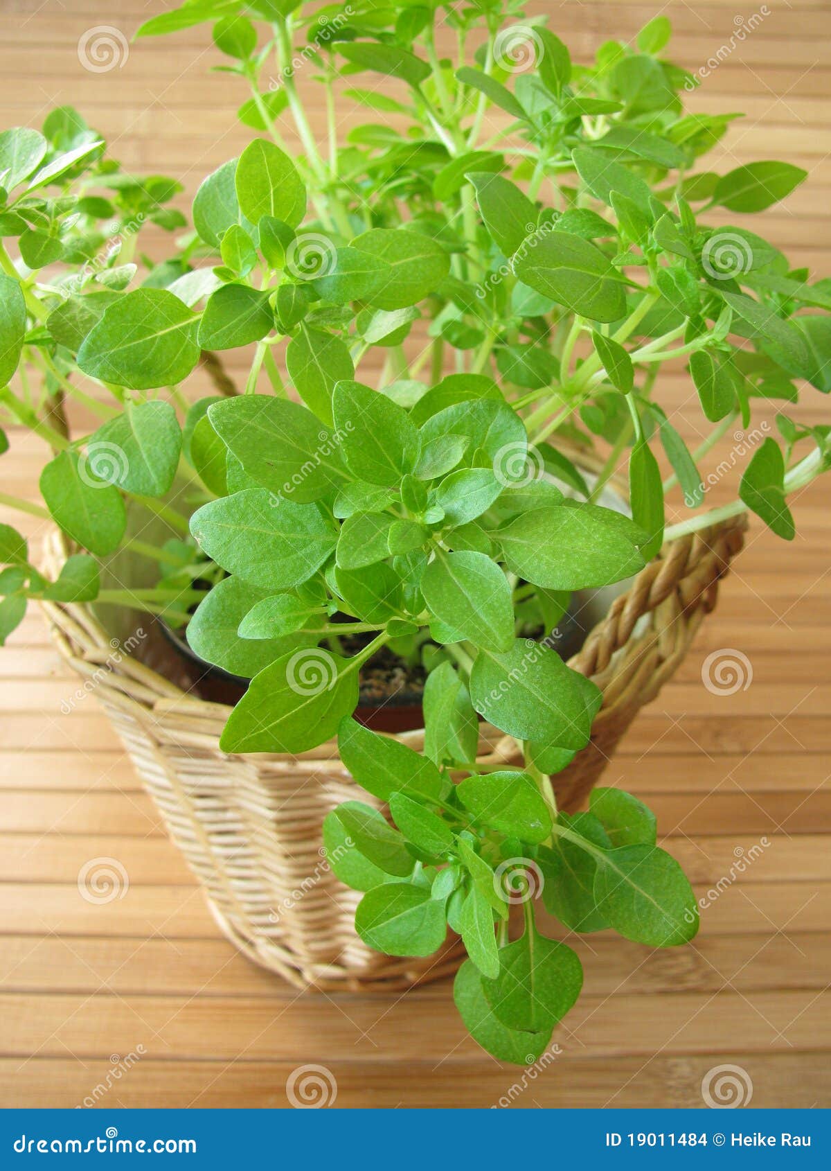Small-leaved basil stock photo. Image of herbal, herb - 19011484