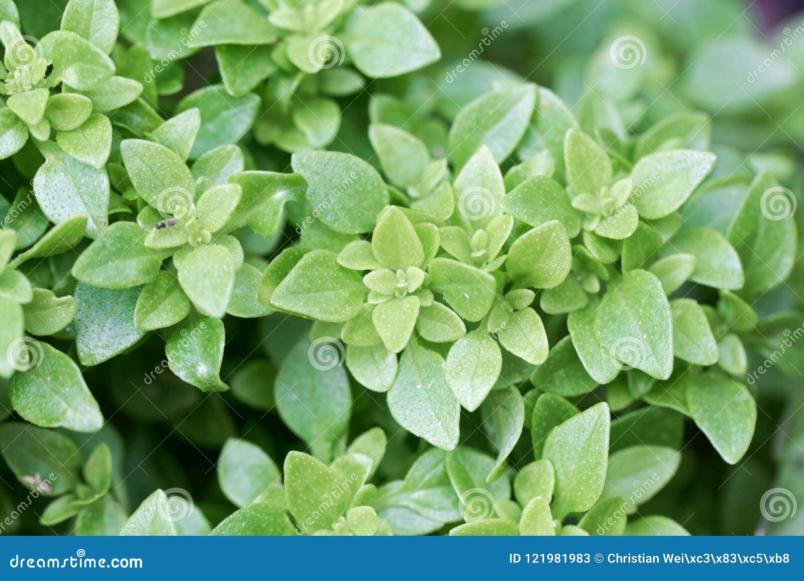 Small Leaved Basil from Italy Ocimum Basilicum Stock Image - Image of ...