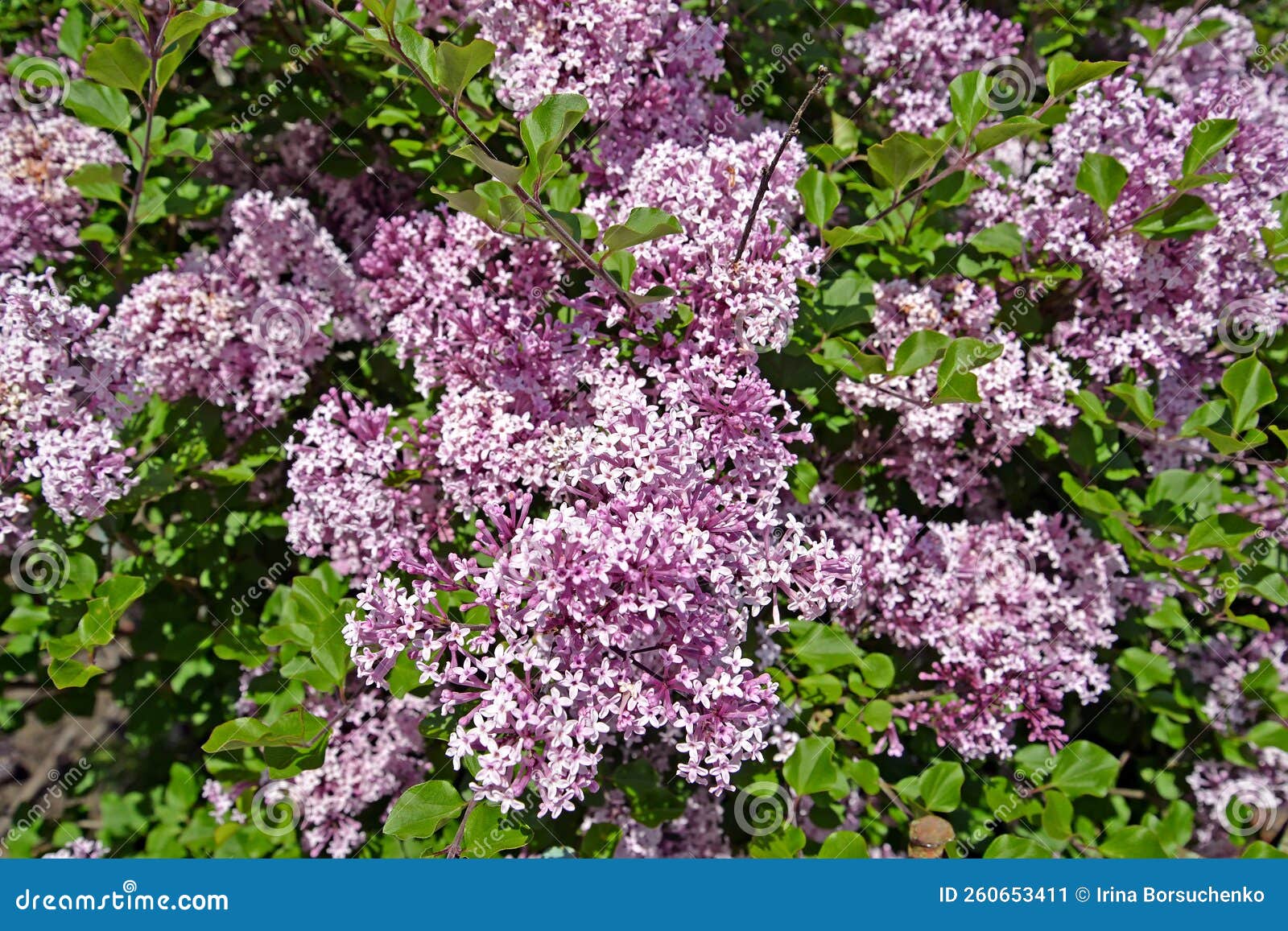 Small-leaved Lilac Superba Syringa Microphylla Superba. Bloom Stock ...