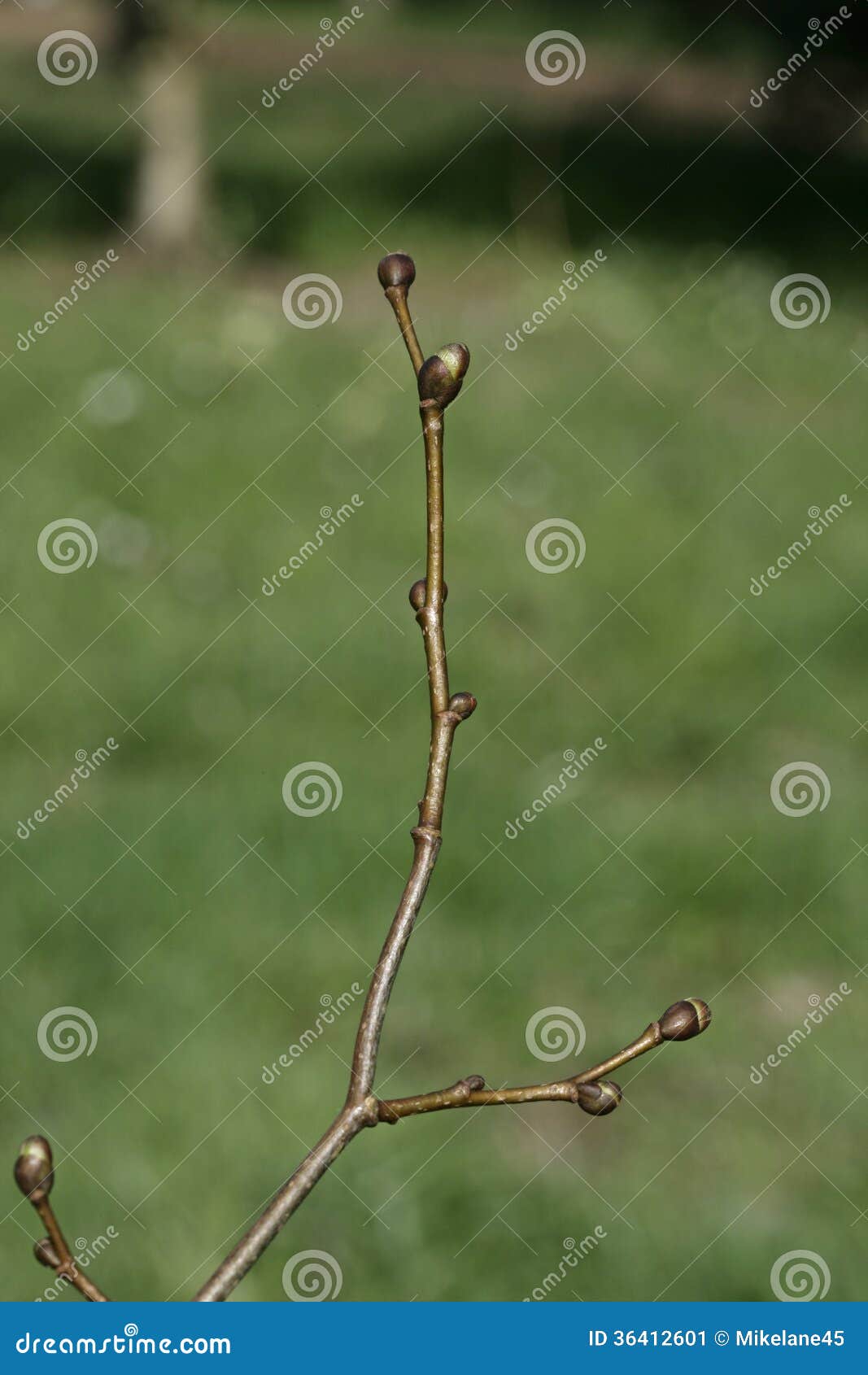 Small-leaved Lime, Tilia Cordata Stock Image - Image of flora, nature ...