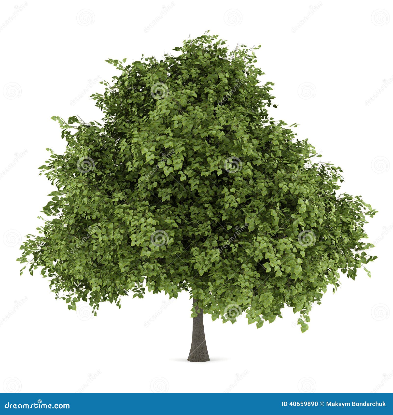 Small-leaved Lime Tree Isolated On White Stock Photography ...