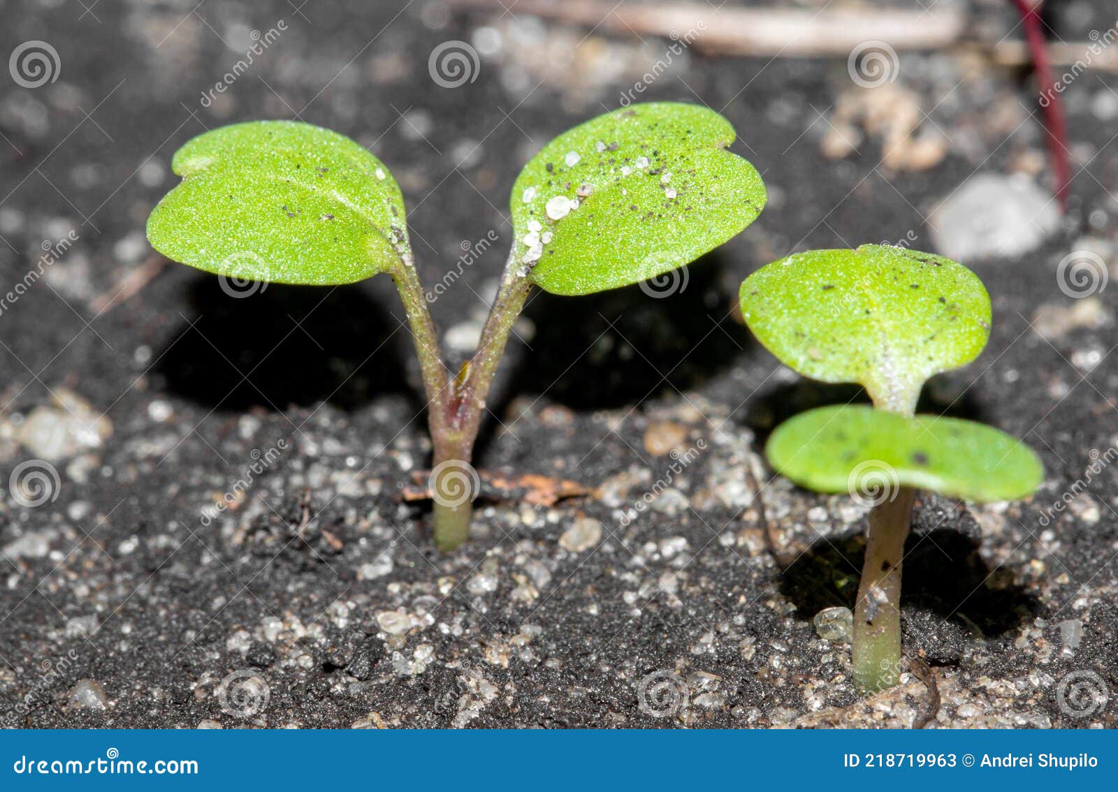 Small Leaves of Arugula Emerging from the Soil. Stock Image - Image of ...