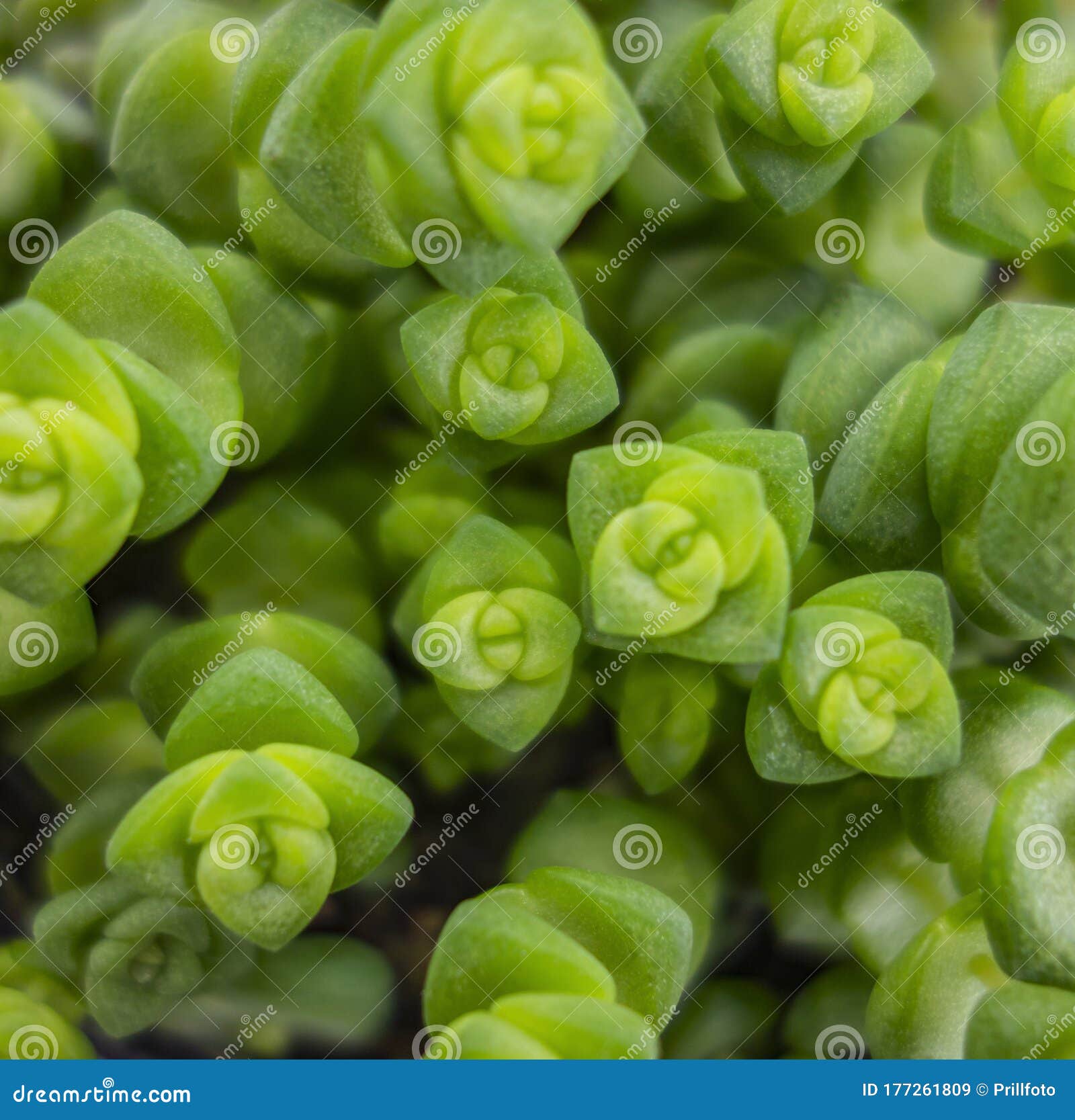 Small leaves background stock image. Image of ground - 177261809