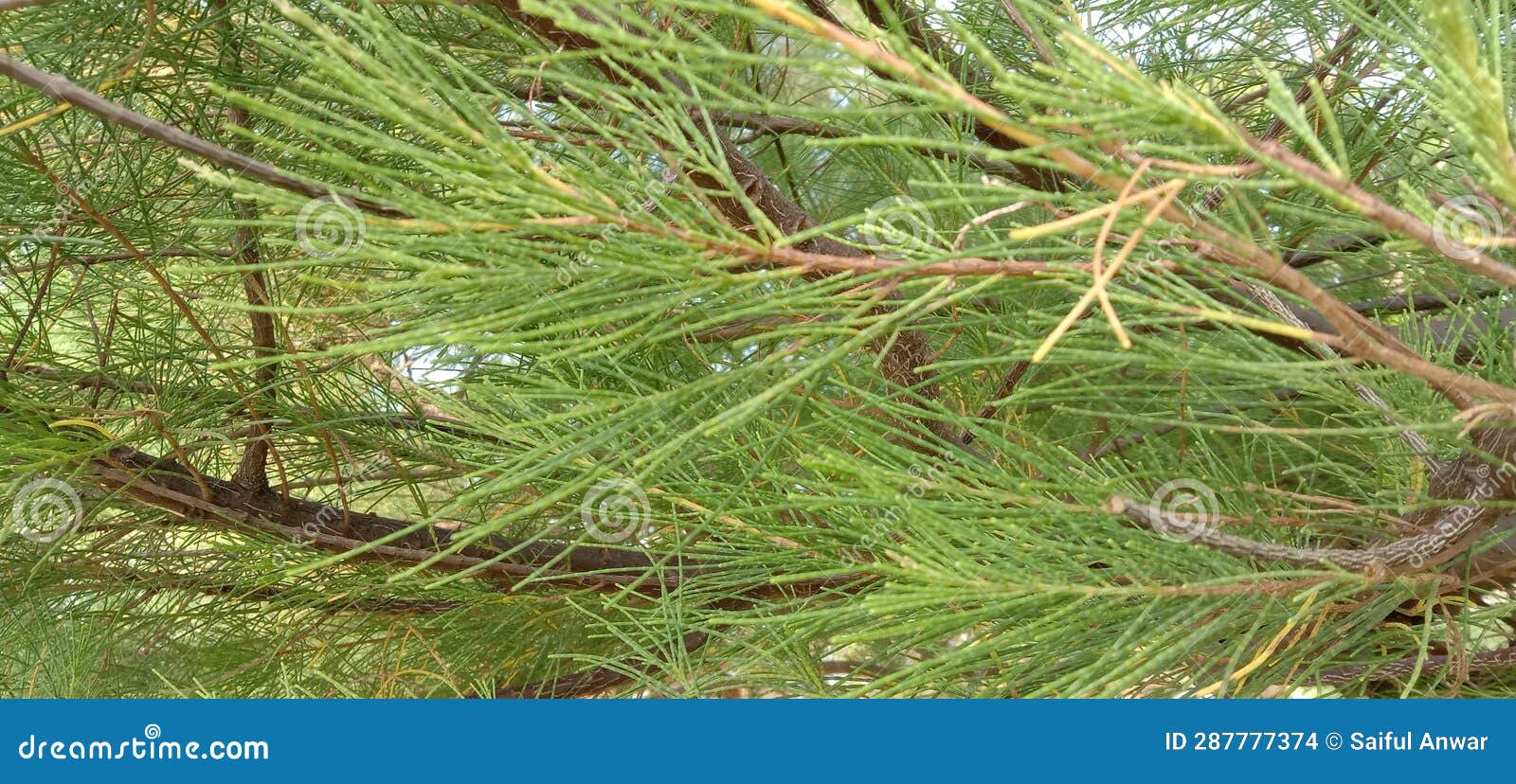 Small Leaves Branch Off from the Pine Trees Along the Beach Stock Photo ...