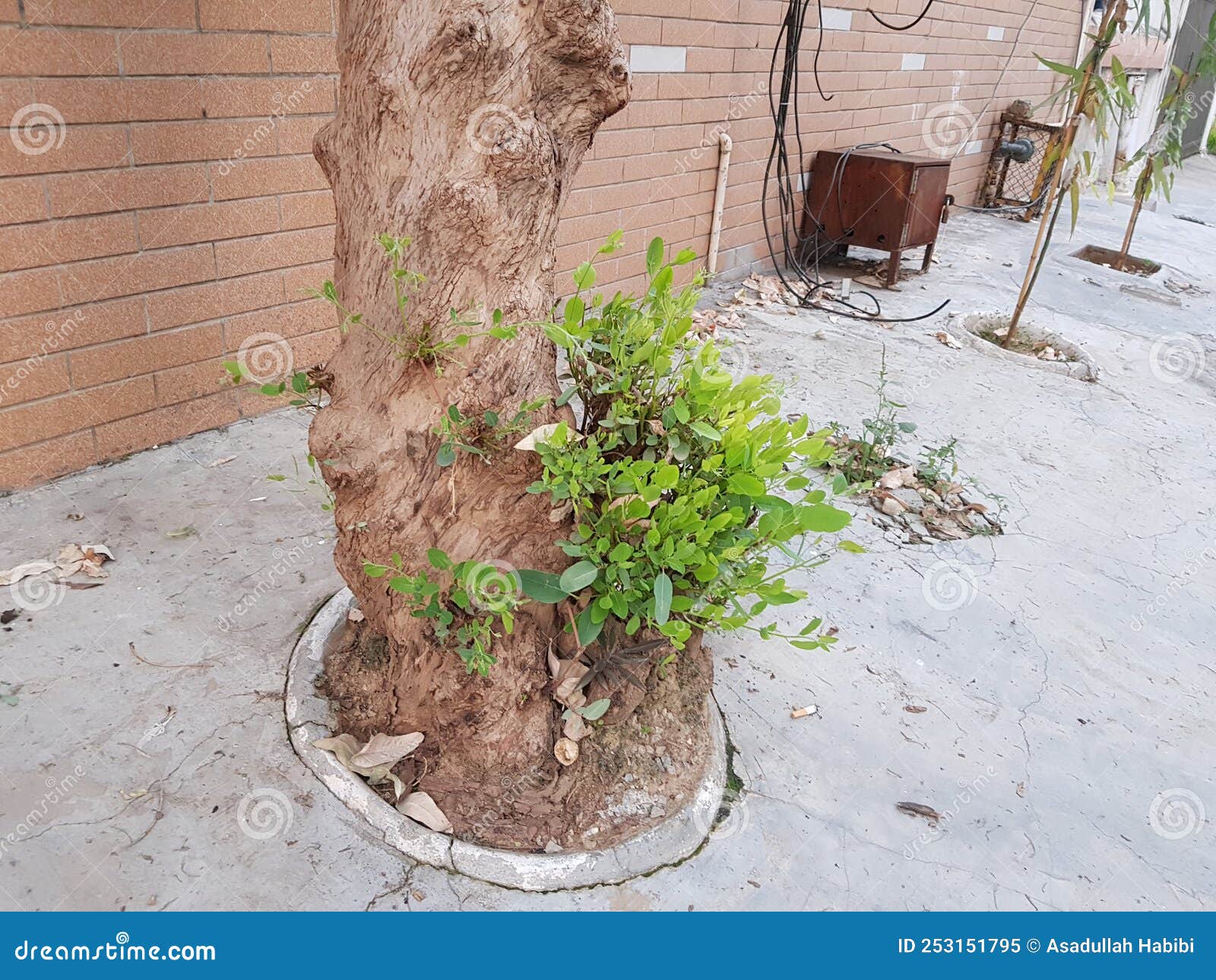 Small Leaves Bush beside the Tree Stem Stock Image - Image of tree ...
