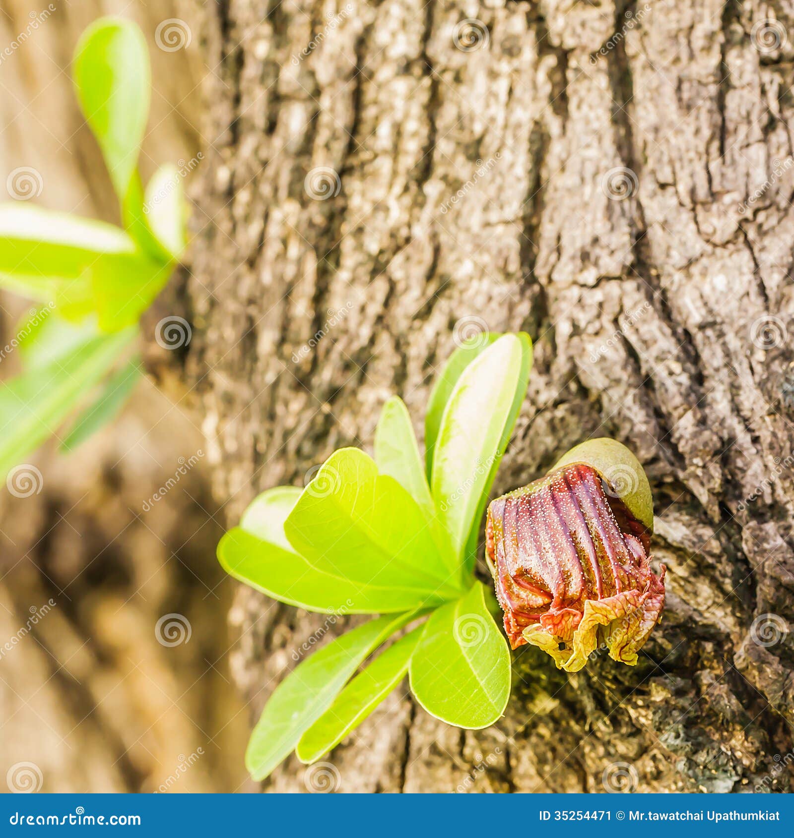 Small Leaves and Flower of Mexican Calabash Tree Stock Image - Image of ...