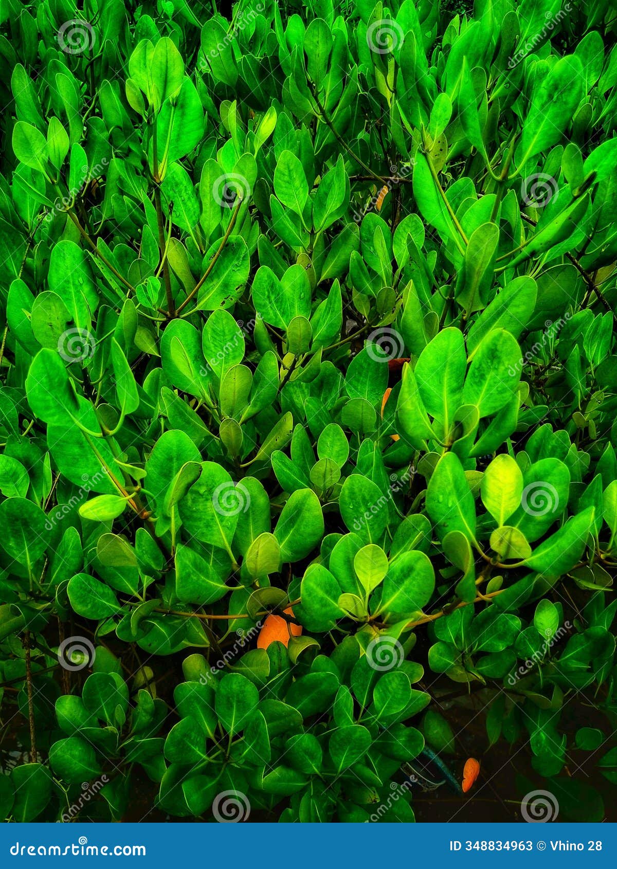 The Small Leaves Form a Masterpiece of Art Stock Image - Image of form ...