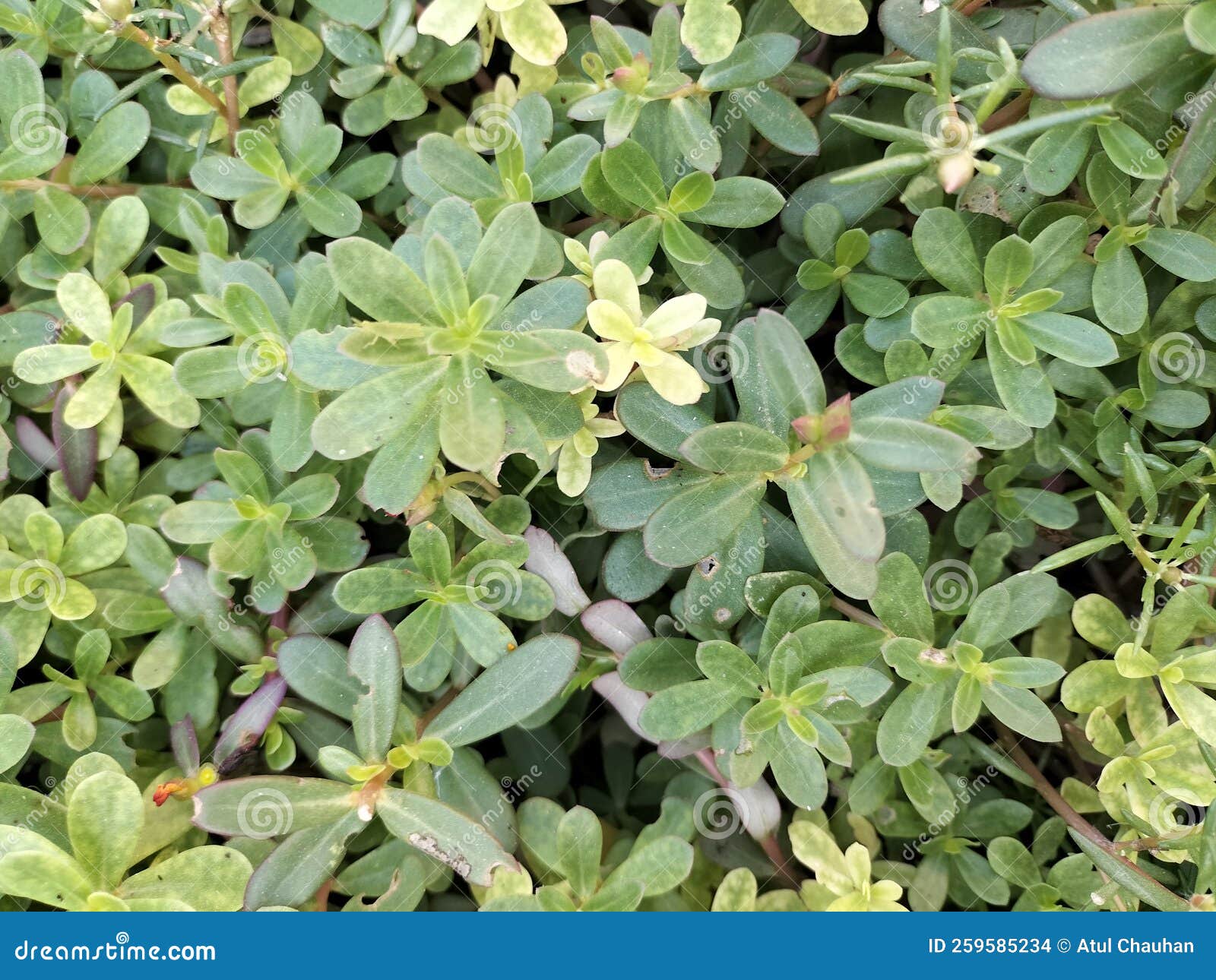 Small Leaves Full Background Wallpaper Stock Photo - Image of food ...