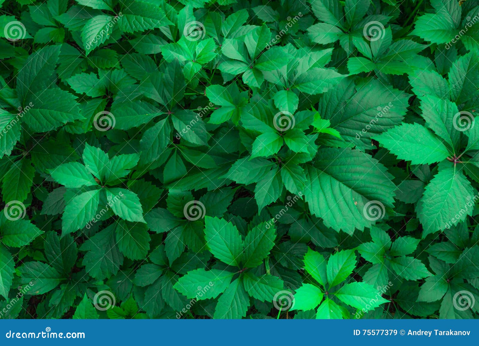 Small leaves stock image. Image of green, small, leaf - 75577379