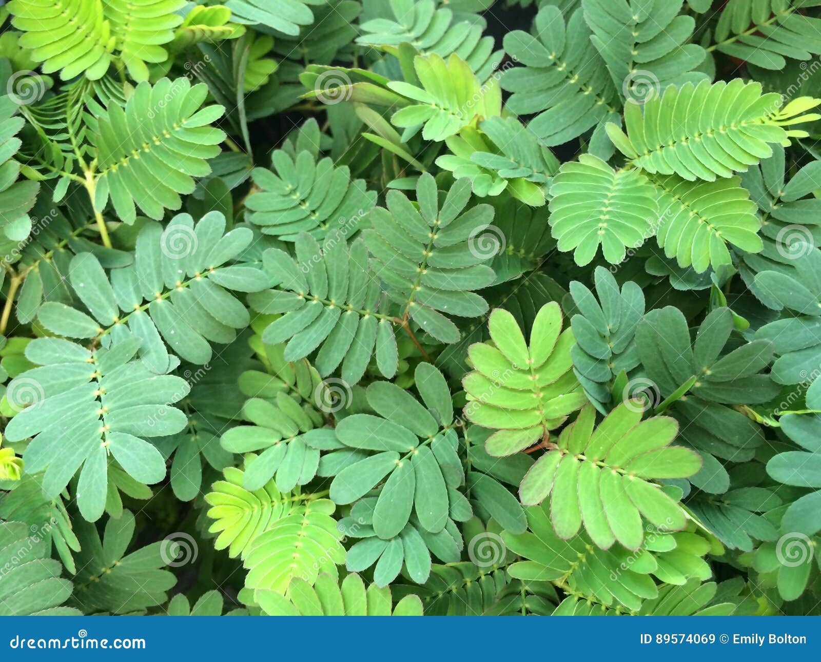 Small Leaves stock image. Image of green, nature, leaves - 89574069