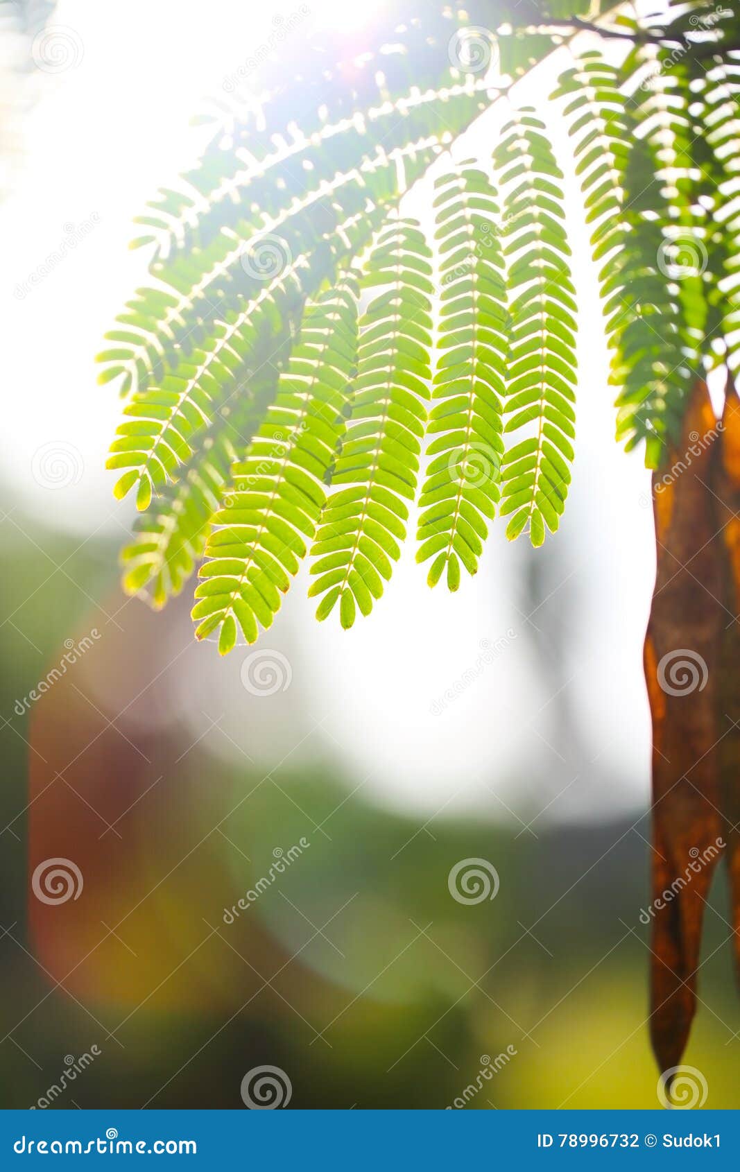Small Leaves of a Green Tree Stock Photo - Image of spring, wallpaper ...