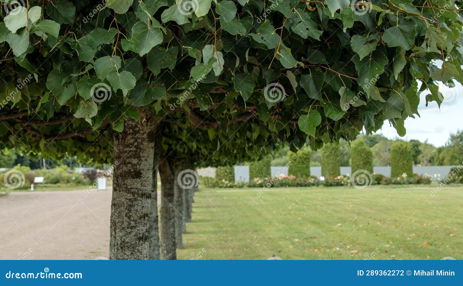 Small Leaves of Green Trees Standing in a Row, Stock Photo - Image of ...