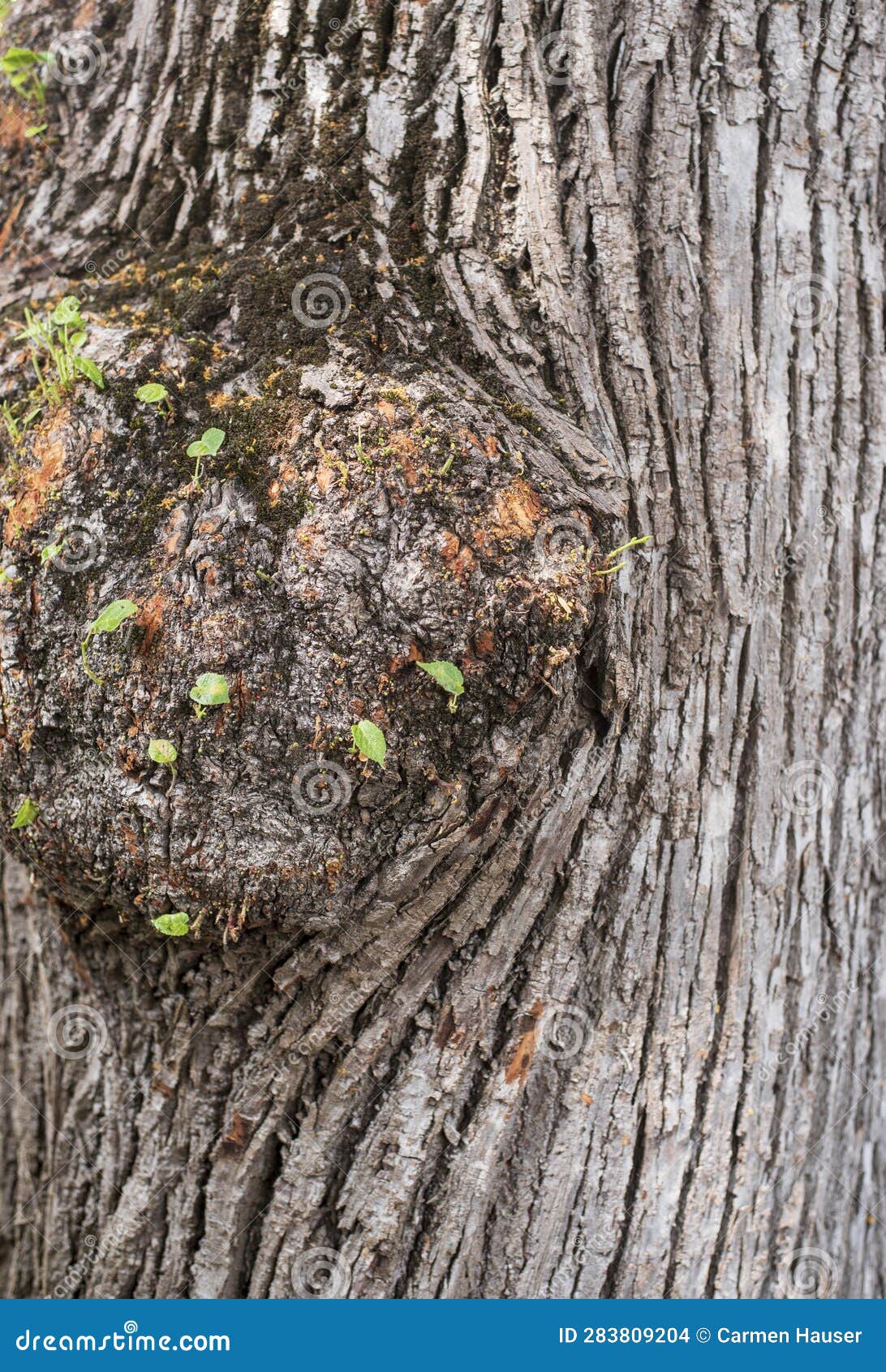 Small Leaves Growing on a Tree Canker Stock Photo - Image of surface ...