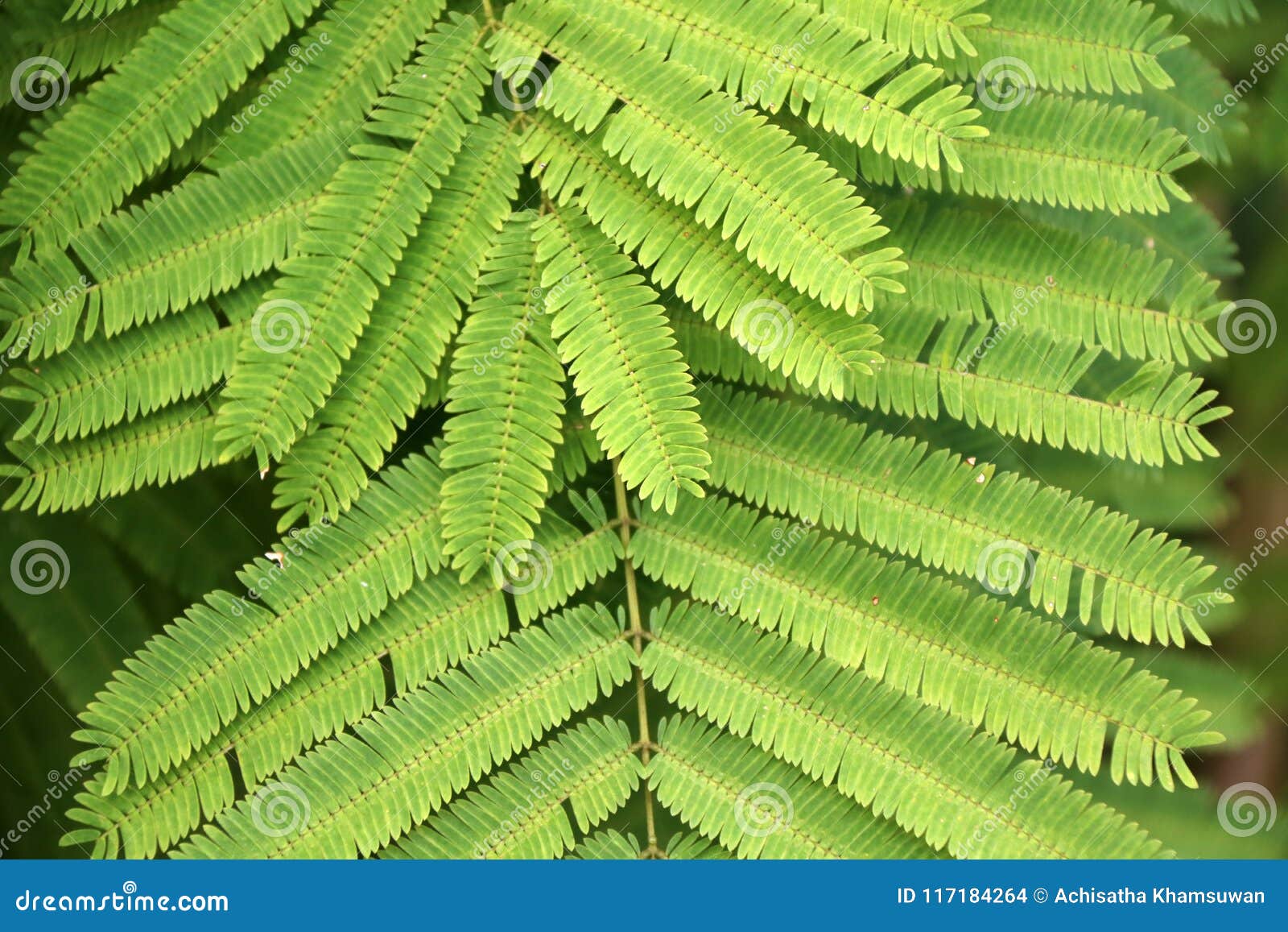 Small Leaves are Included in the Same Petioles. Pattern of Green Stock ...