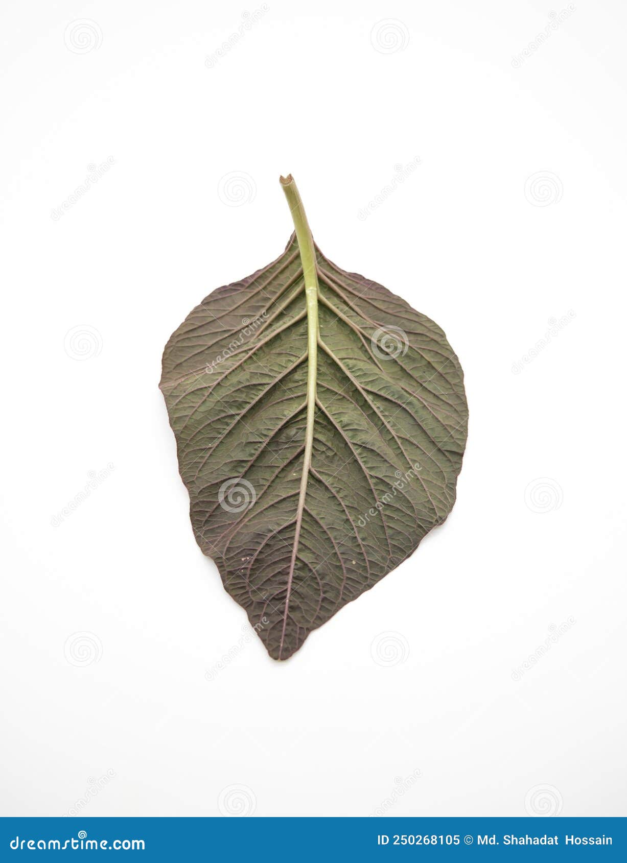 Small Leaves Isolate on White Background Stock Image - Image of falling ...
