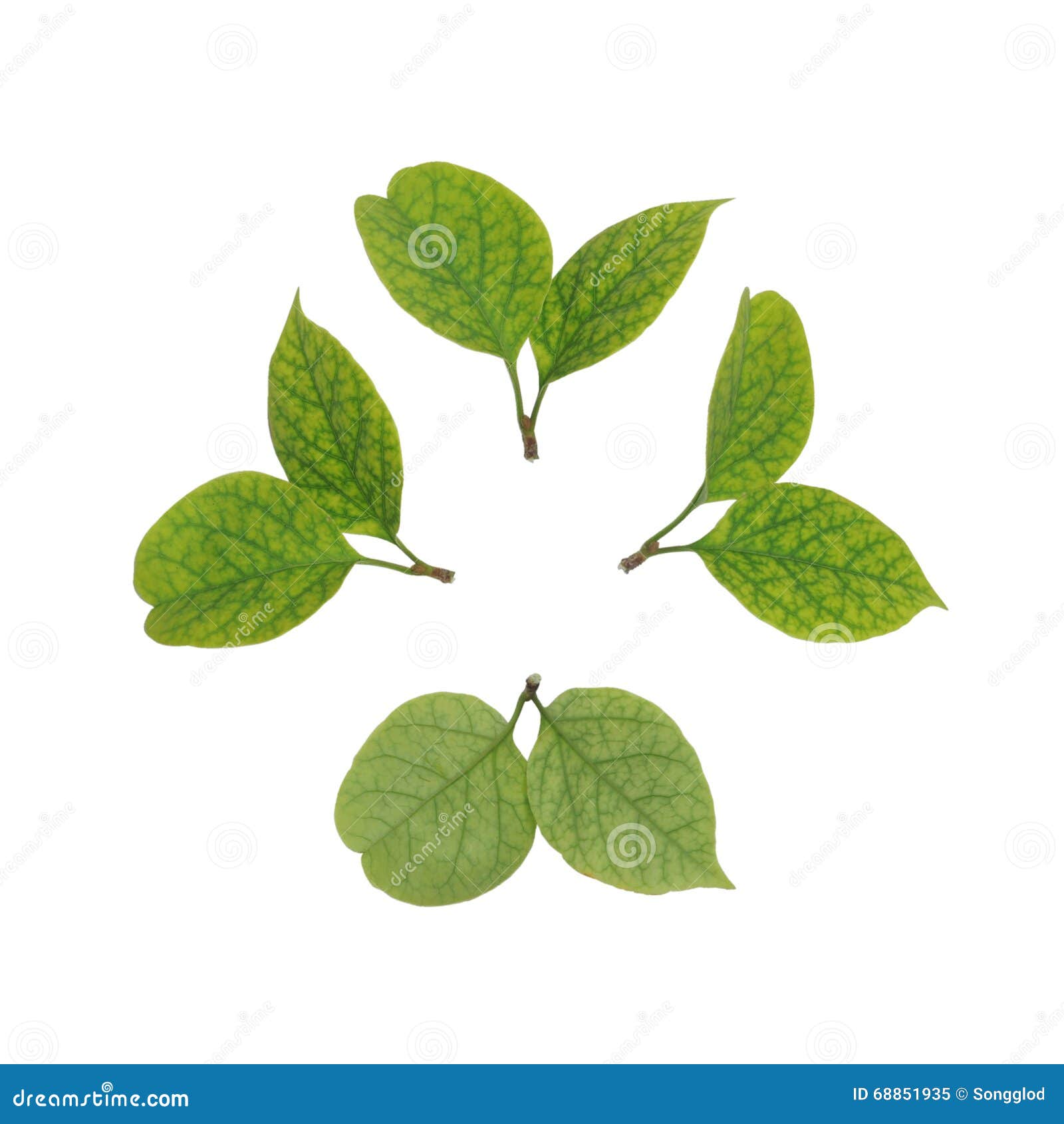 Small Leaves Isolated on White Background Stock Image - Image of ...
