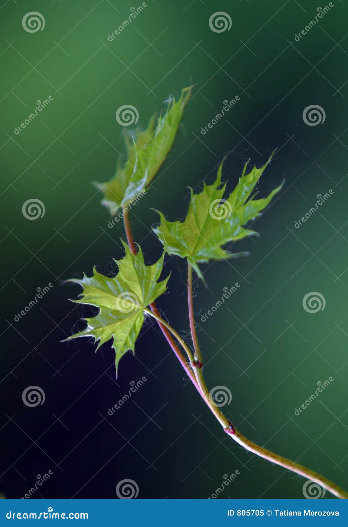 Small Leaves of a Maple - 2 Stock Image - Image of leaf, maple: 805705
