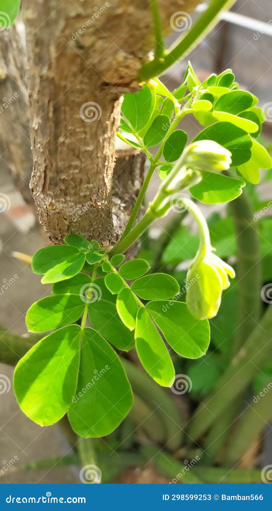 Small leaves stock image. Image of trunk, leaves, tree - 298599253
