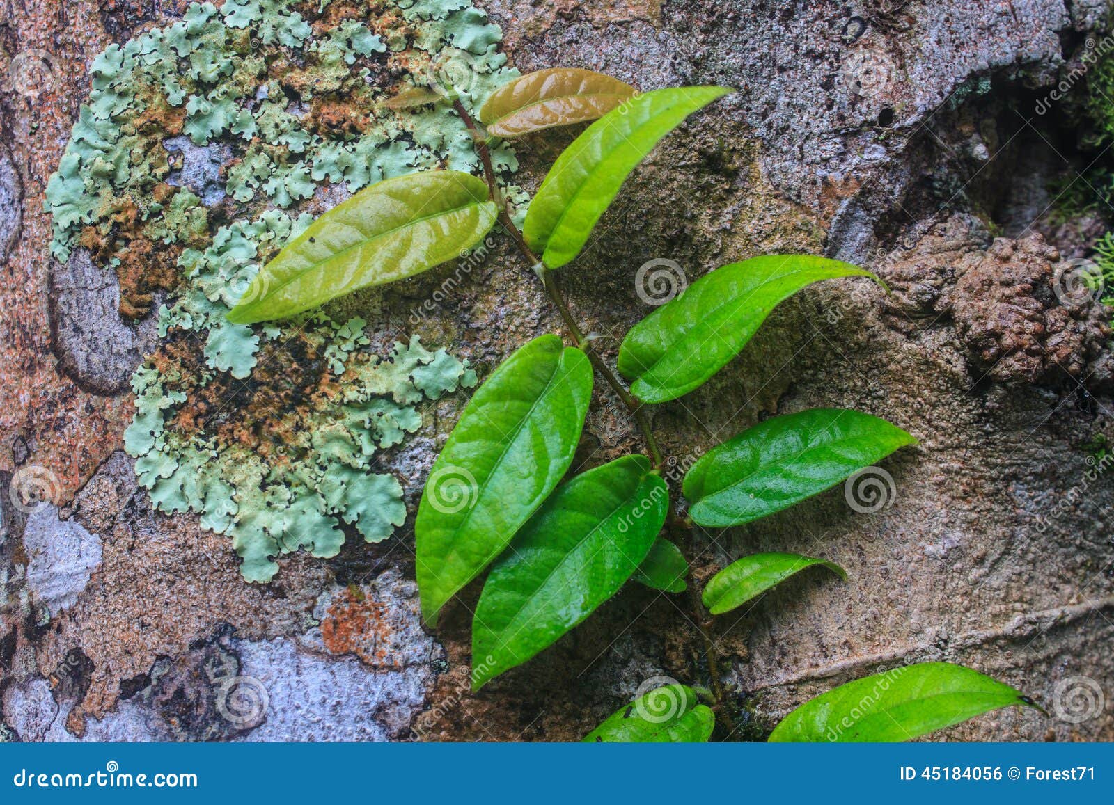 Small Leaves Plant Climbing on the Tree Stock Photo - Image of beauty ...