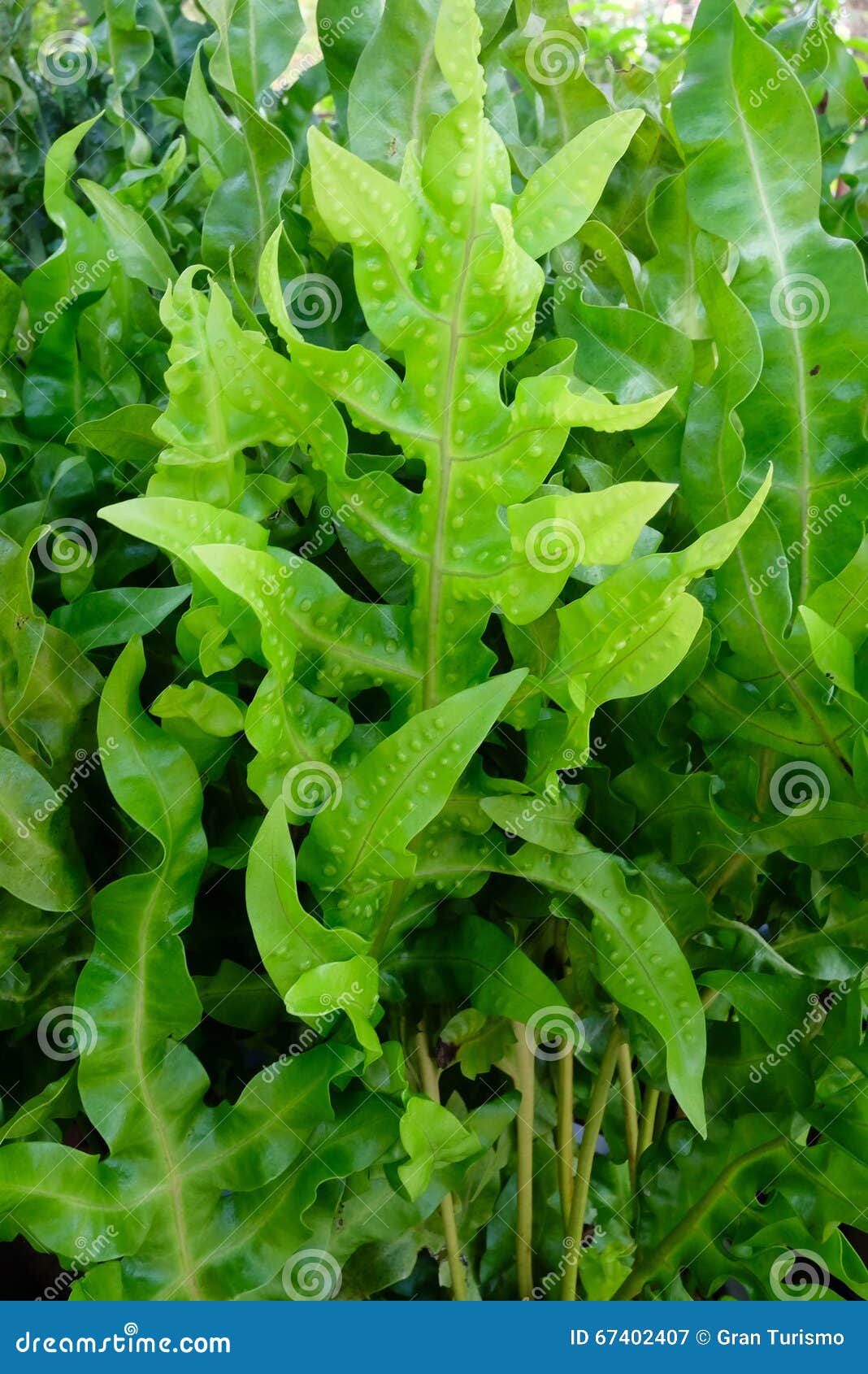 Small Leaves Plants stock image. Image of background - 67402407