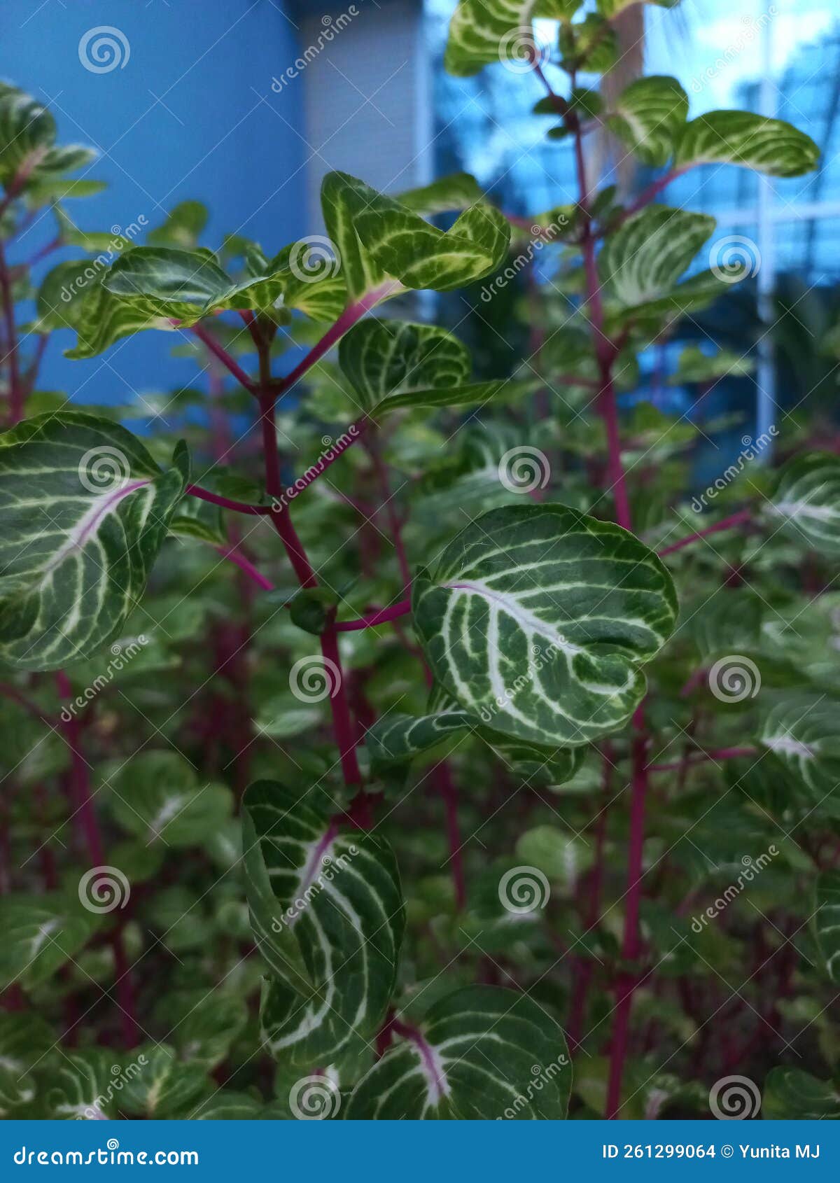 Small leaves with red tree stock photo. Image of herb - 261299064