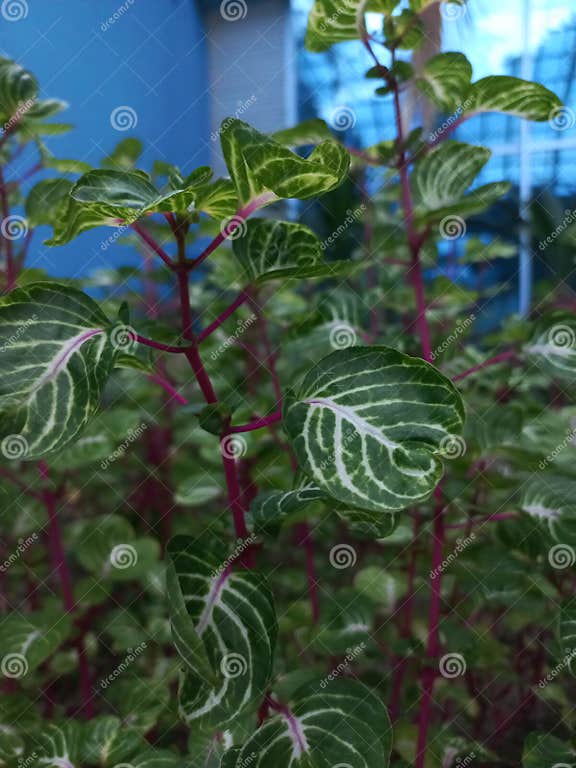 Small leaves with red tree stock photo. Image of herb - 261299064