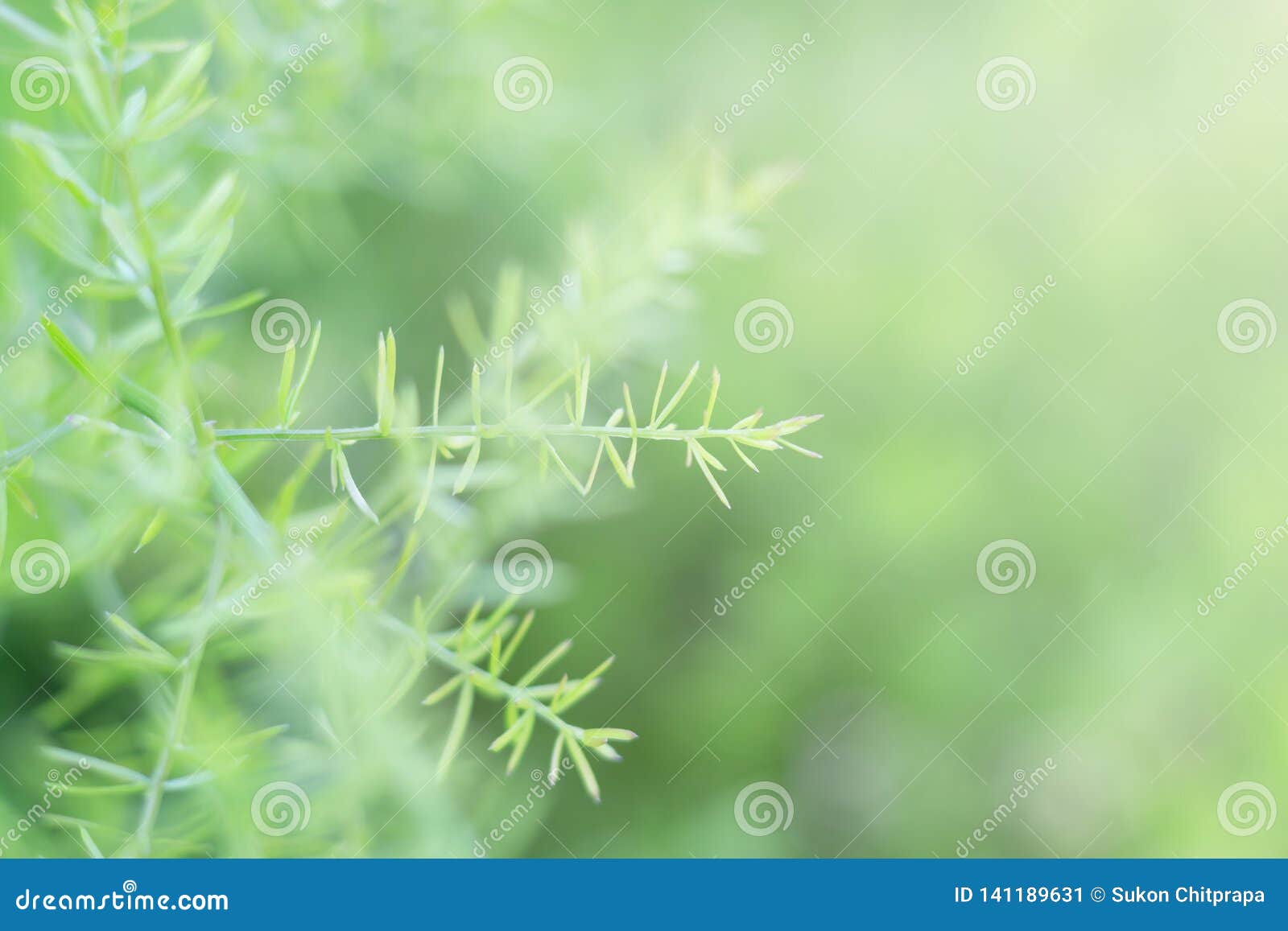 Small leaves of small tree stock image. Image of small - 141189631