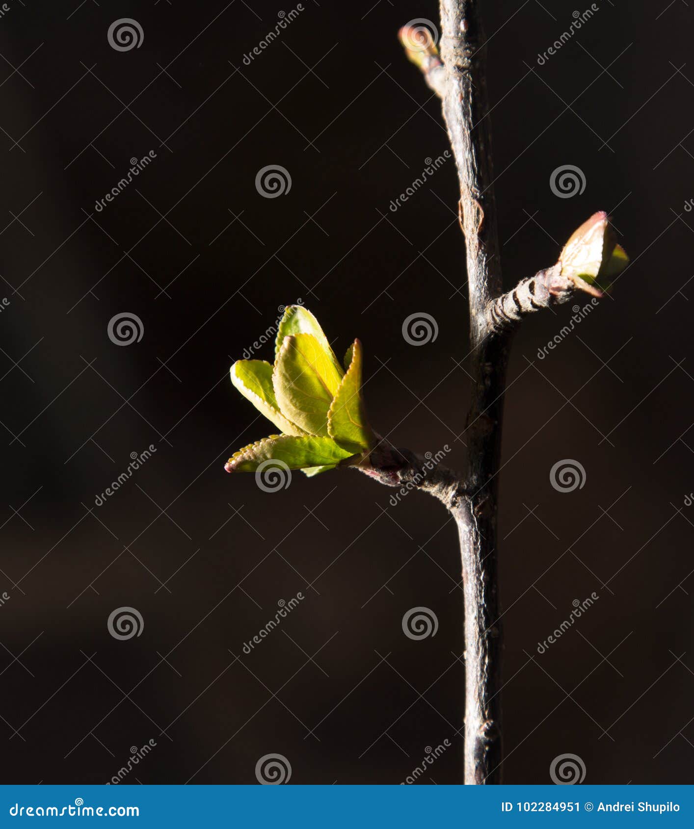 Small Leaves Spring from Buds on a Black Background Stock Image - Image ...