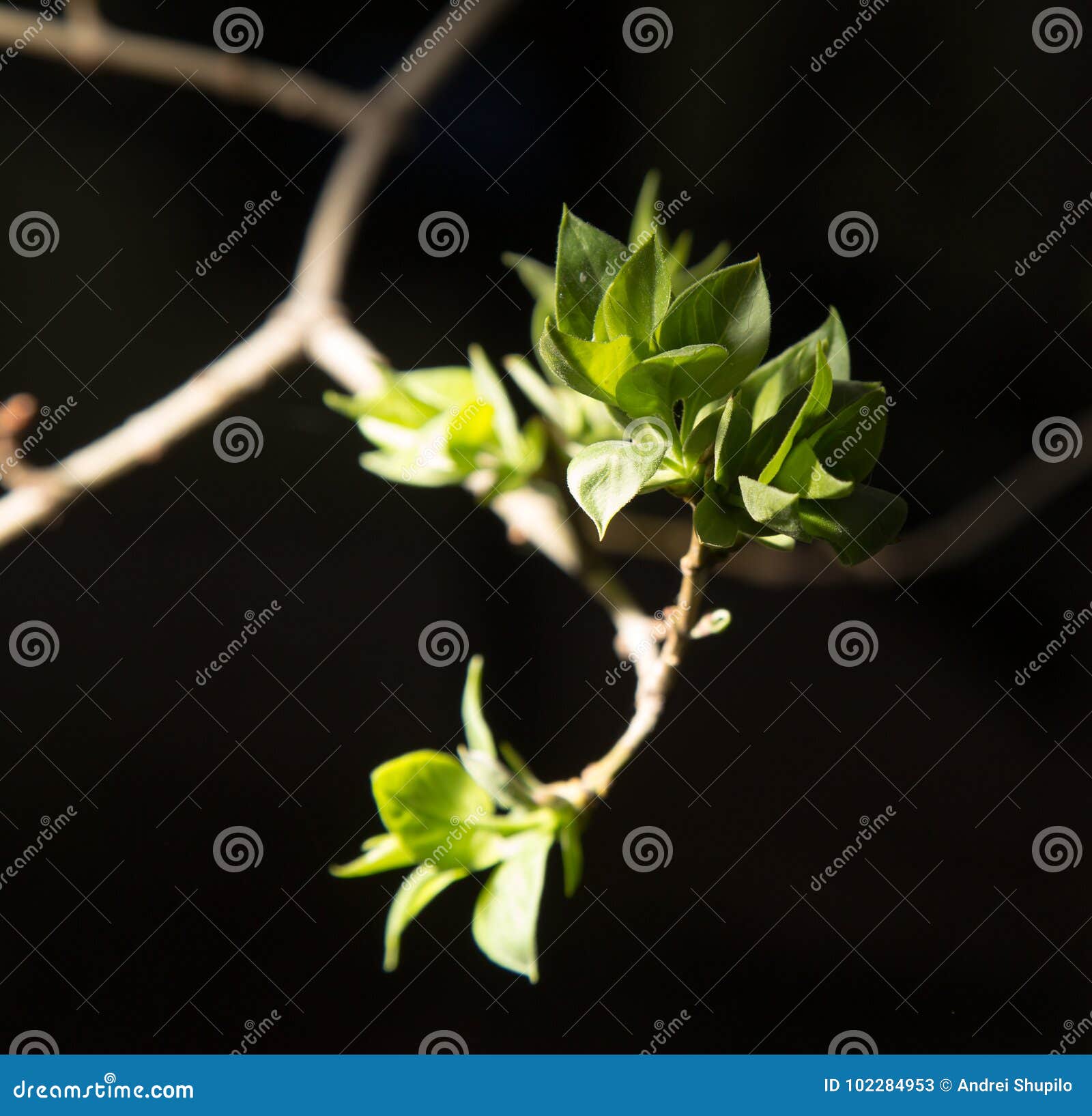 Small Leaves Spring from Buds on a Black Background Stock Image - Image ...