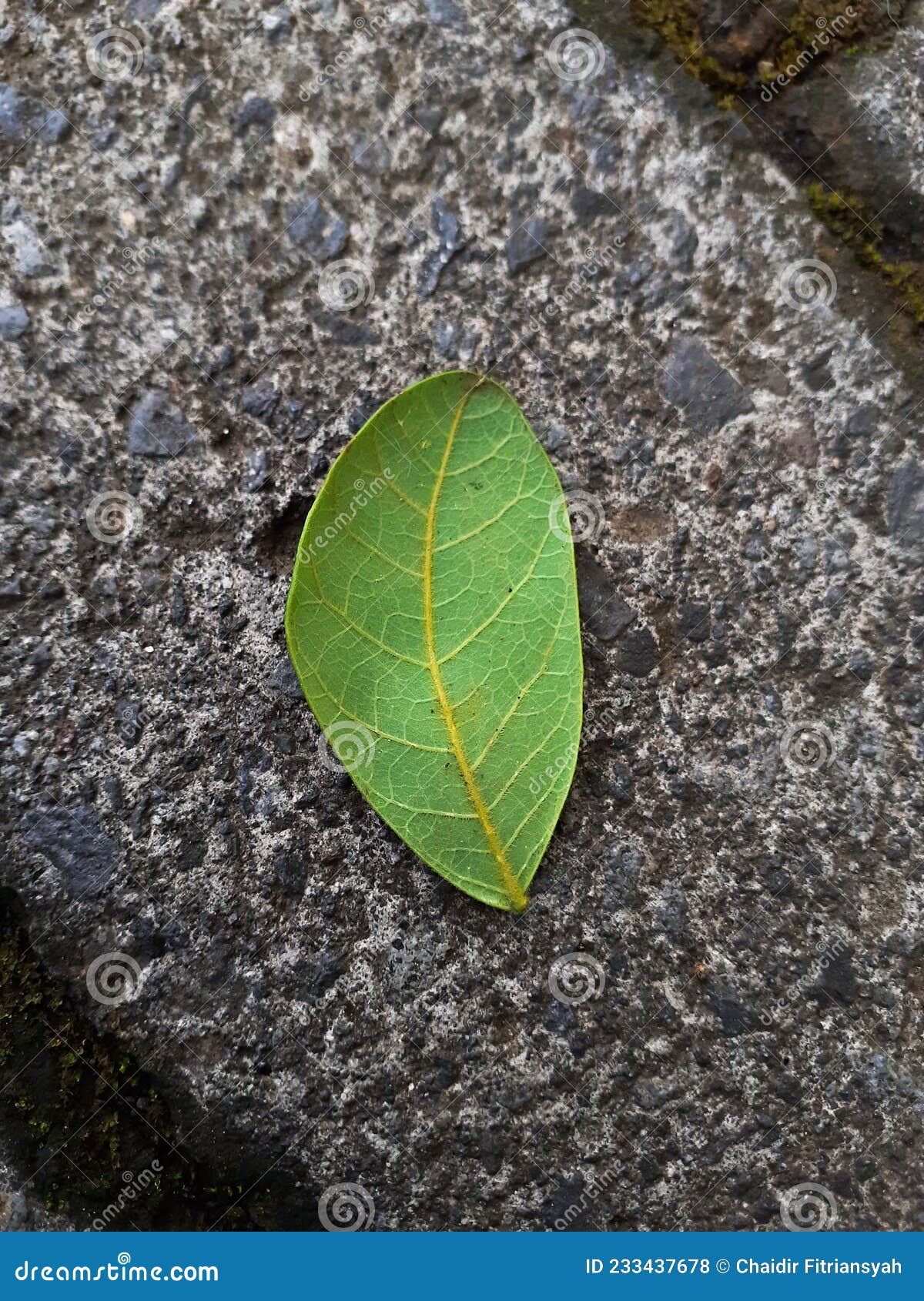 Small leaf on the rock stock photo. Image of green, heart - 233437678