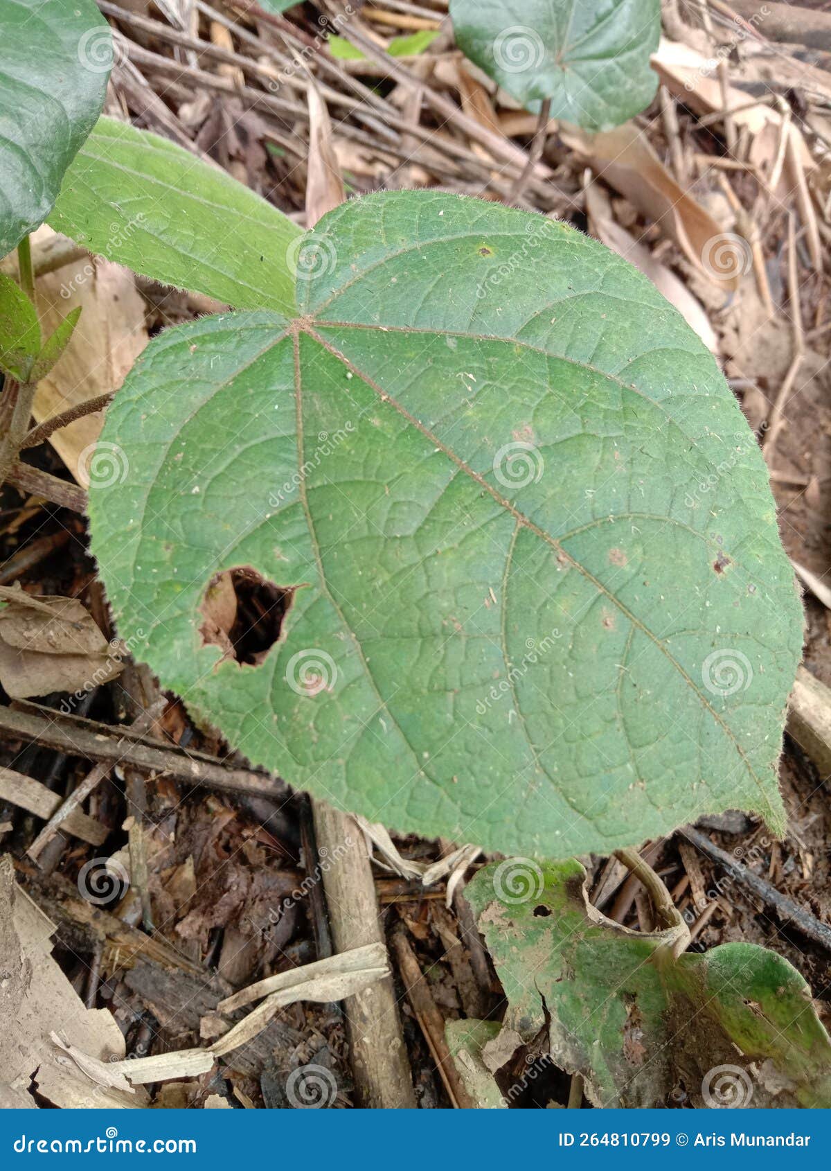 The Small Leaves of the Tissue Tree Can Be Used To Wrap Peyem Stock ...