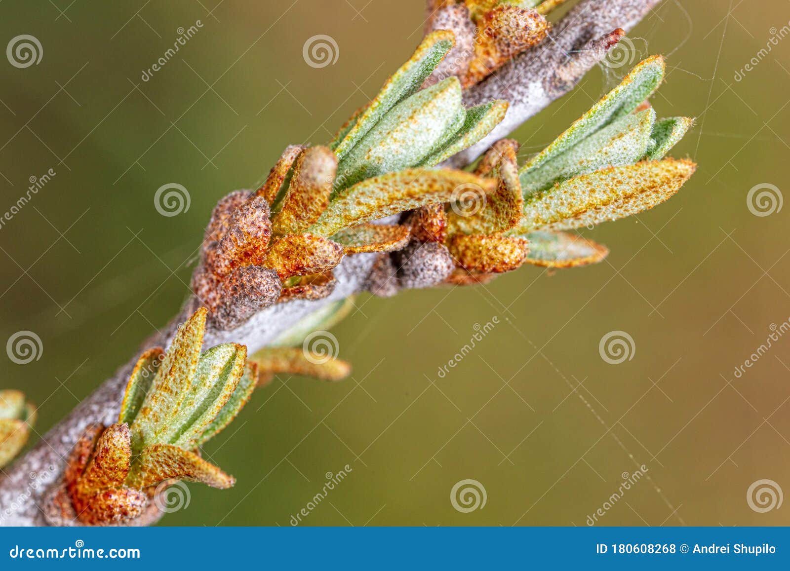 Small Leaves on a Tree Branch in Spring Stock Photo - Image of nature ...