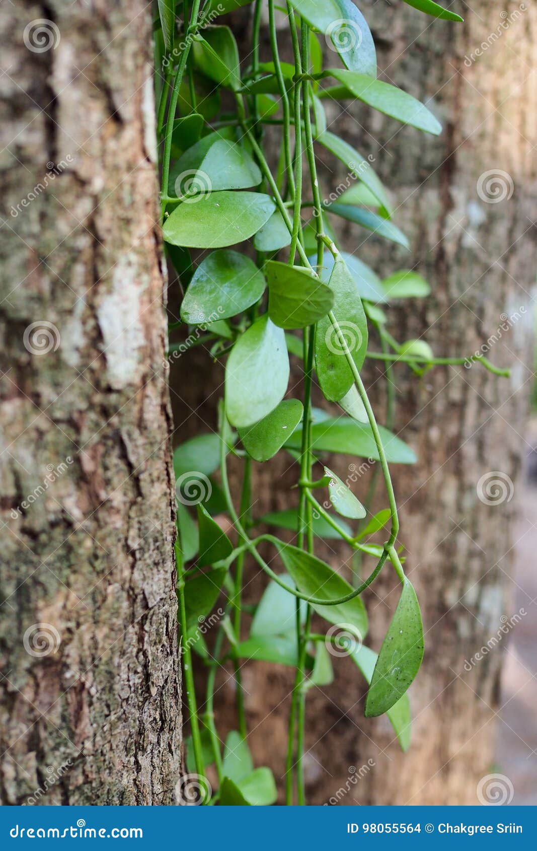 Small leaves on the tree stock photo. Image of small - 98055564