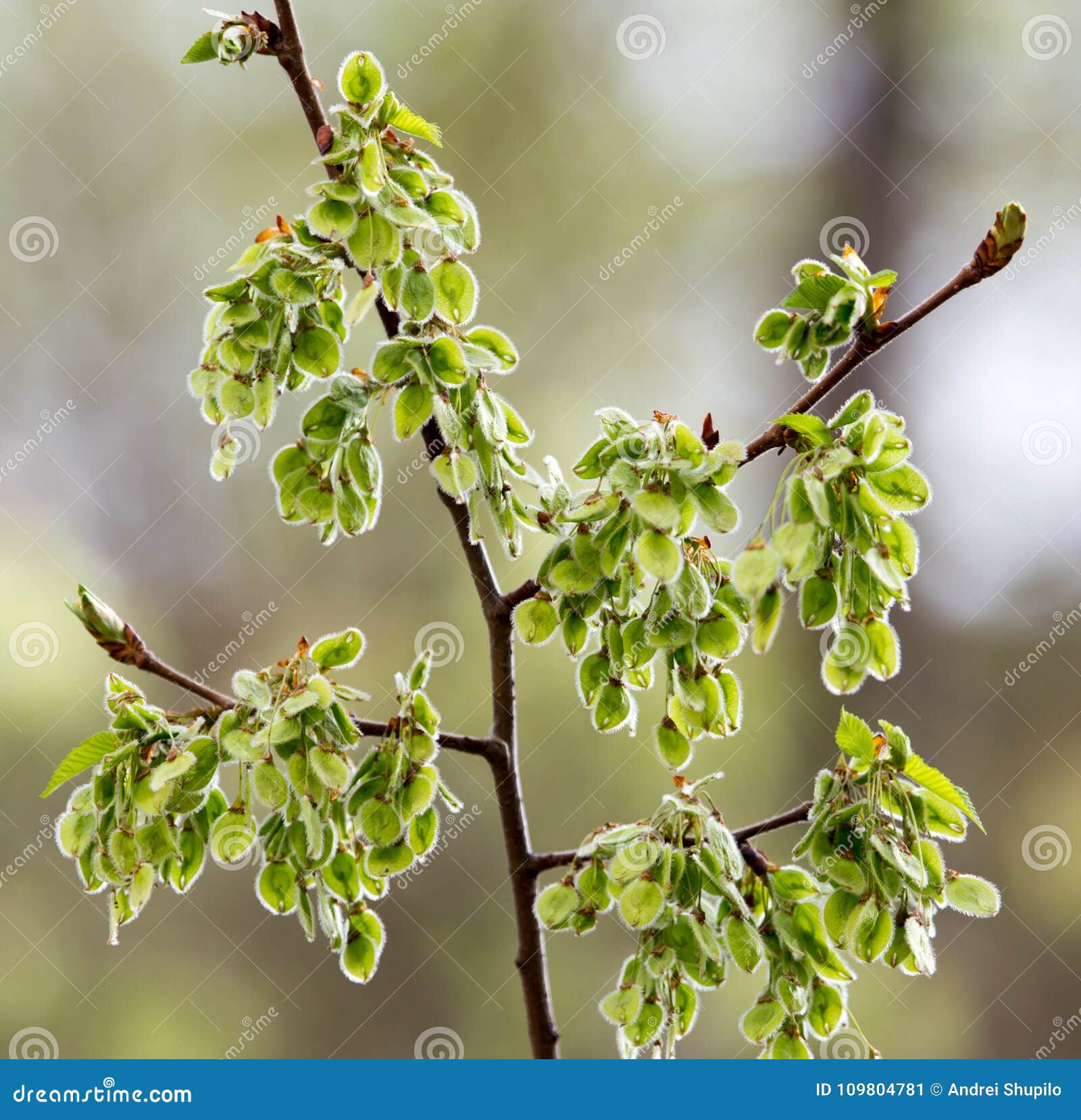 Small Leaves on a Tree in Spring Stock Image - Image of young, branch ...
